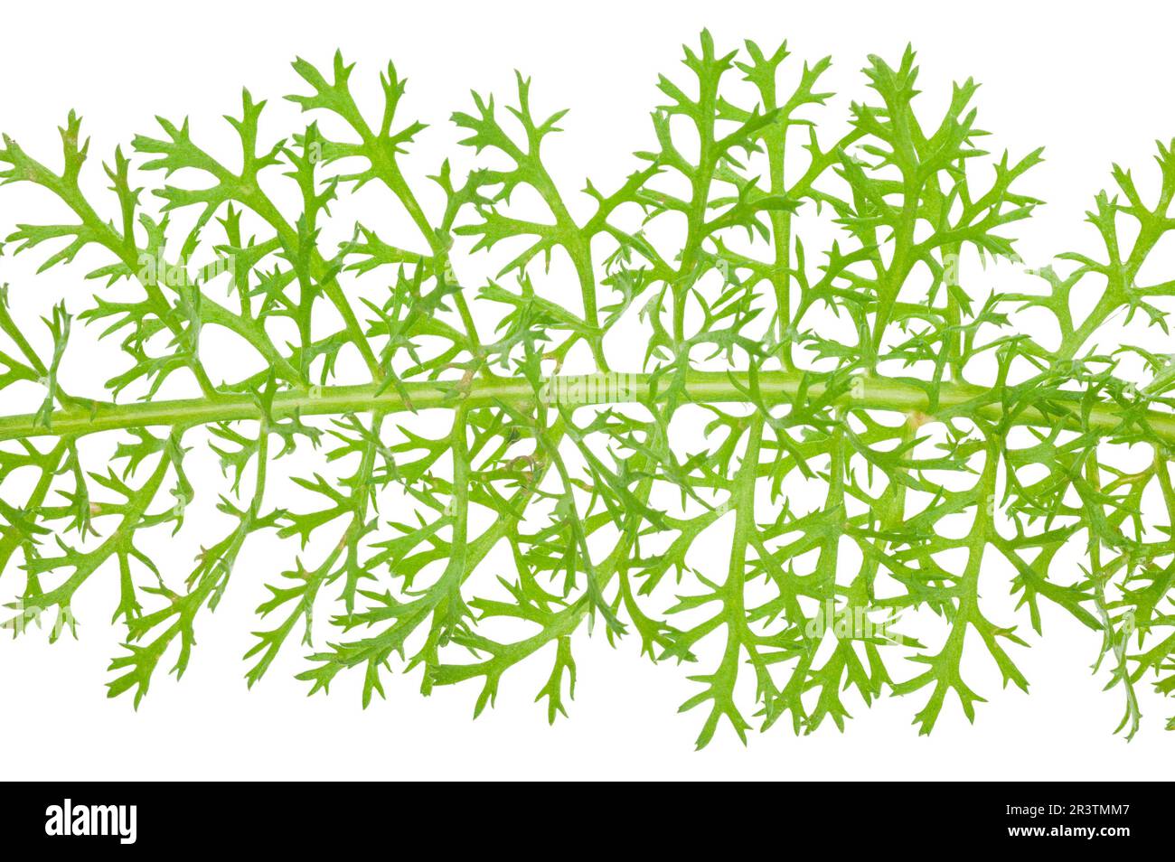 Yarrow and grass Cut Out Stock Images & Pictures - Alamy