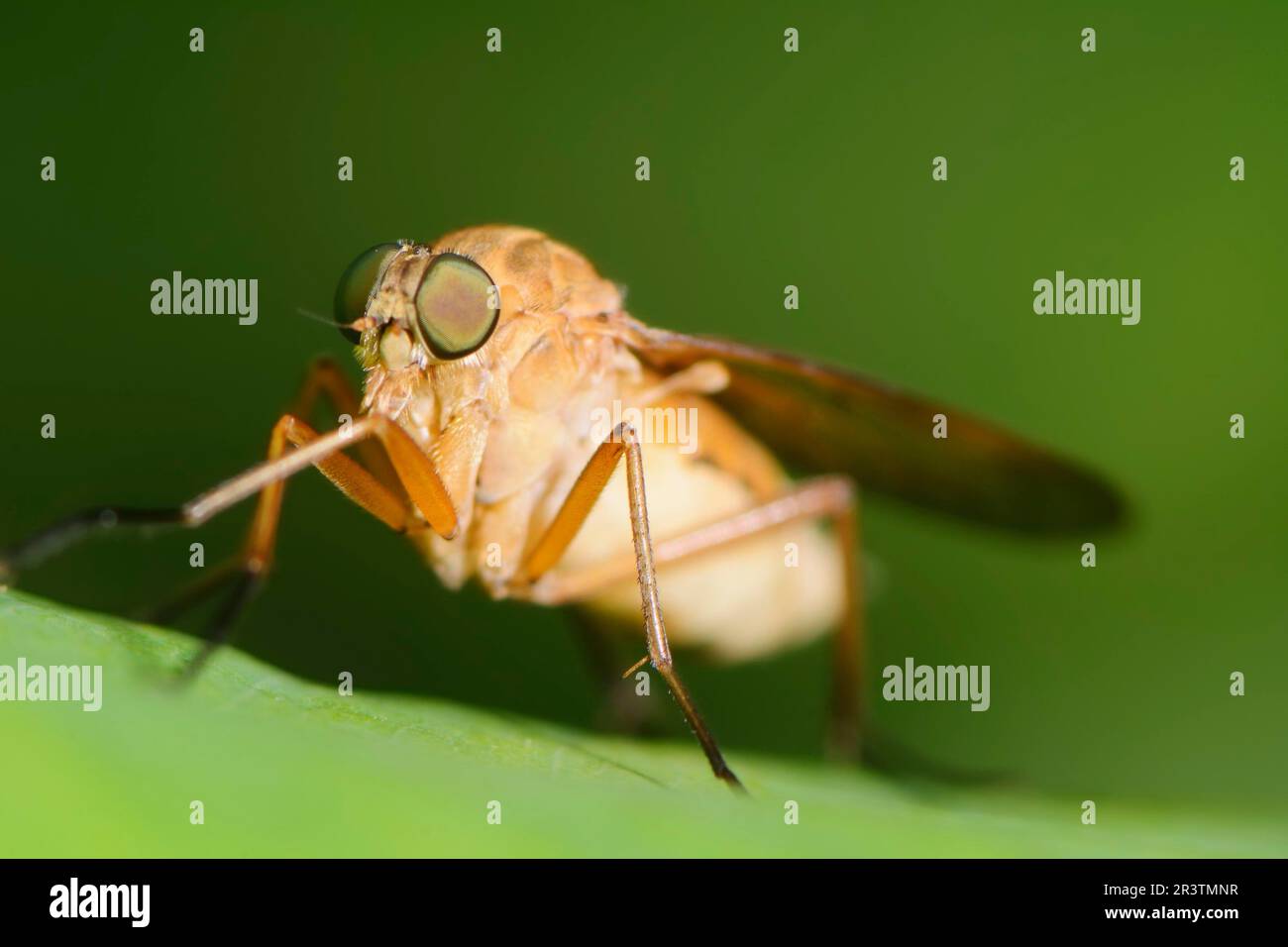 Macro of a horse fly insect Stock Photo - Alamy