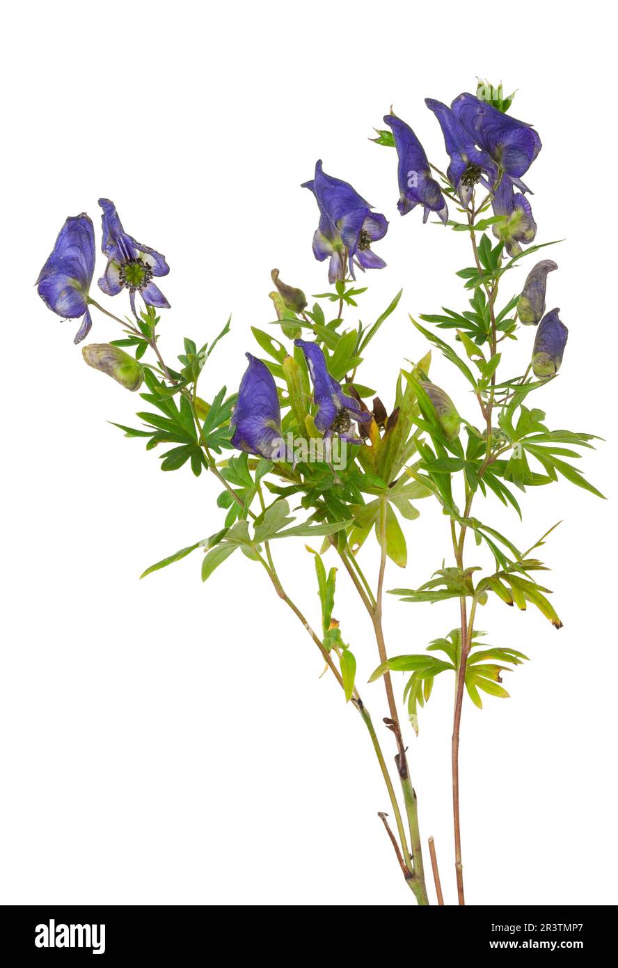 Medicinal plant: Aconite Stock Photo - Alamy