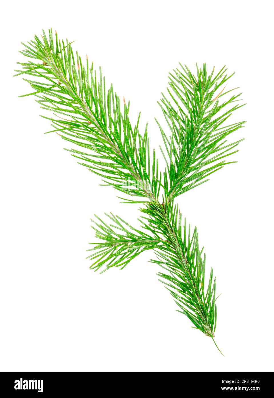 Green spruce tree branch Cut Out Stock Images & Pictures - Alamy