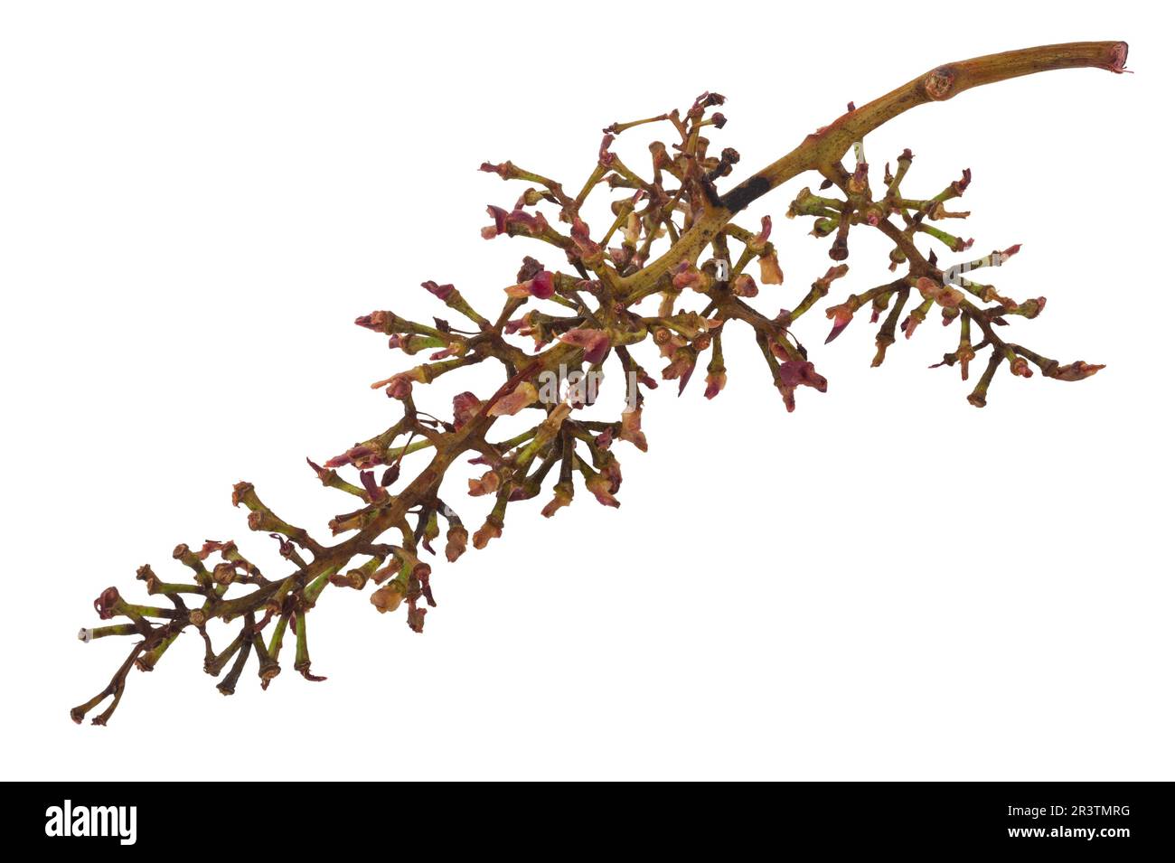 Branch with grape hi-res stock photography and images - Alamy