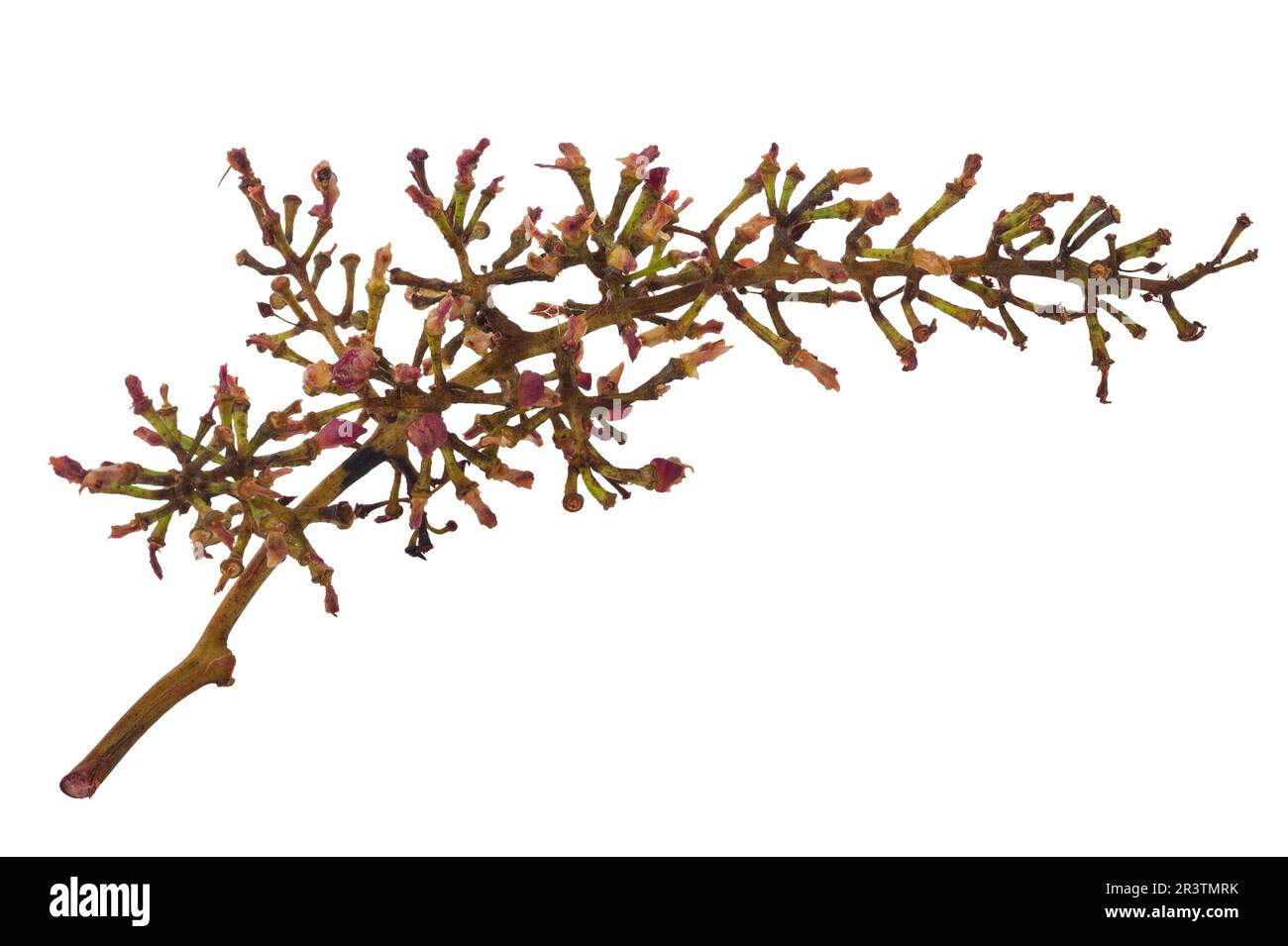 Branch with grape hi-res stock photography and images - Alamy