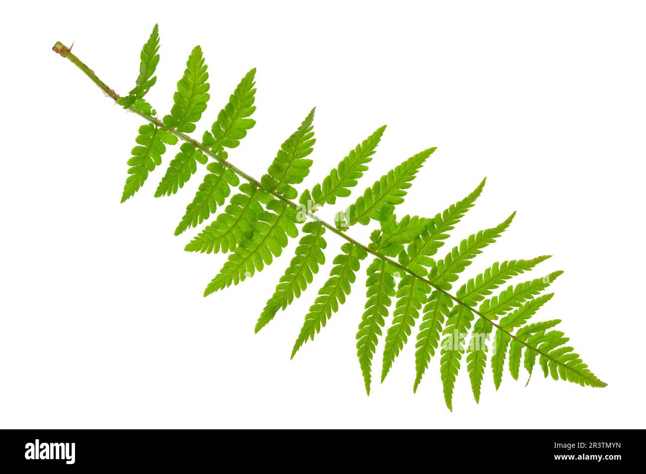 Structure of fern leaf Cut Out Stock Images & Pictures - Alamy