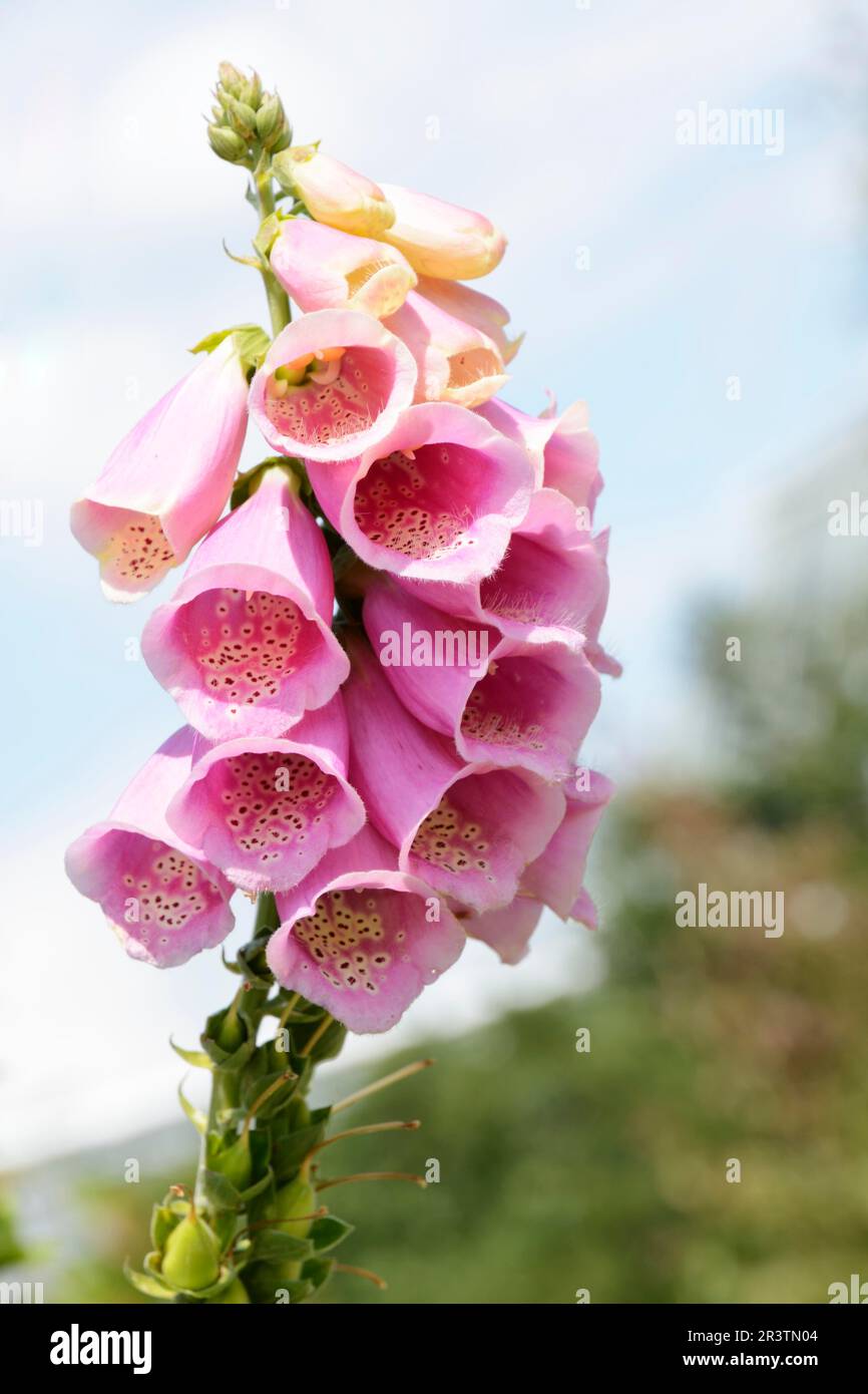 Foxglove poison hi-res stock photography and images - Alamy
