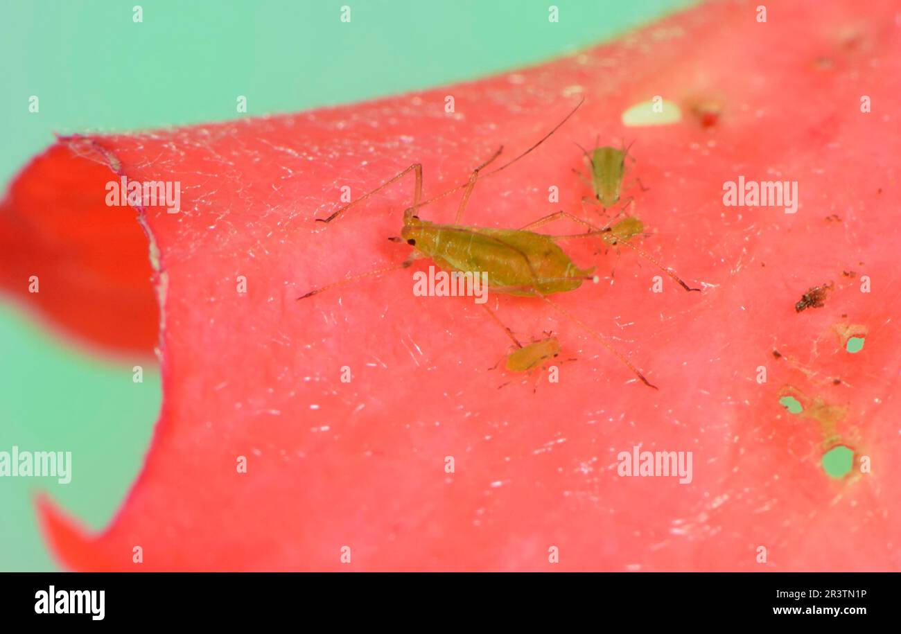 Green lice on a pink rose blossom Stock Photo - Alamy
