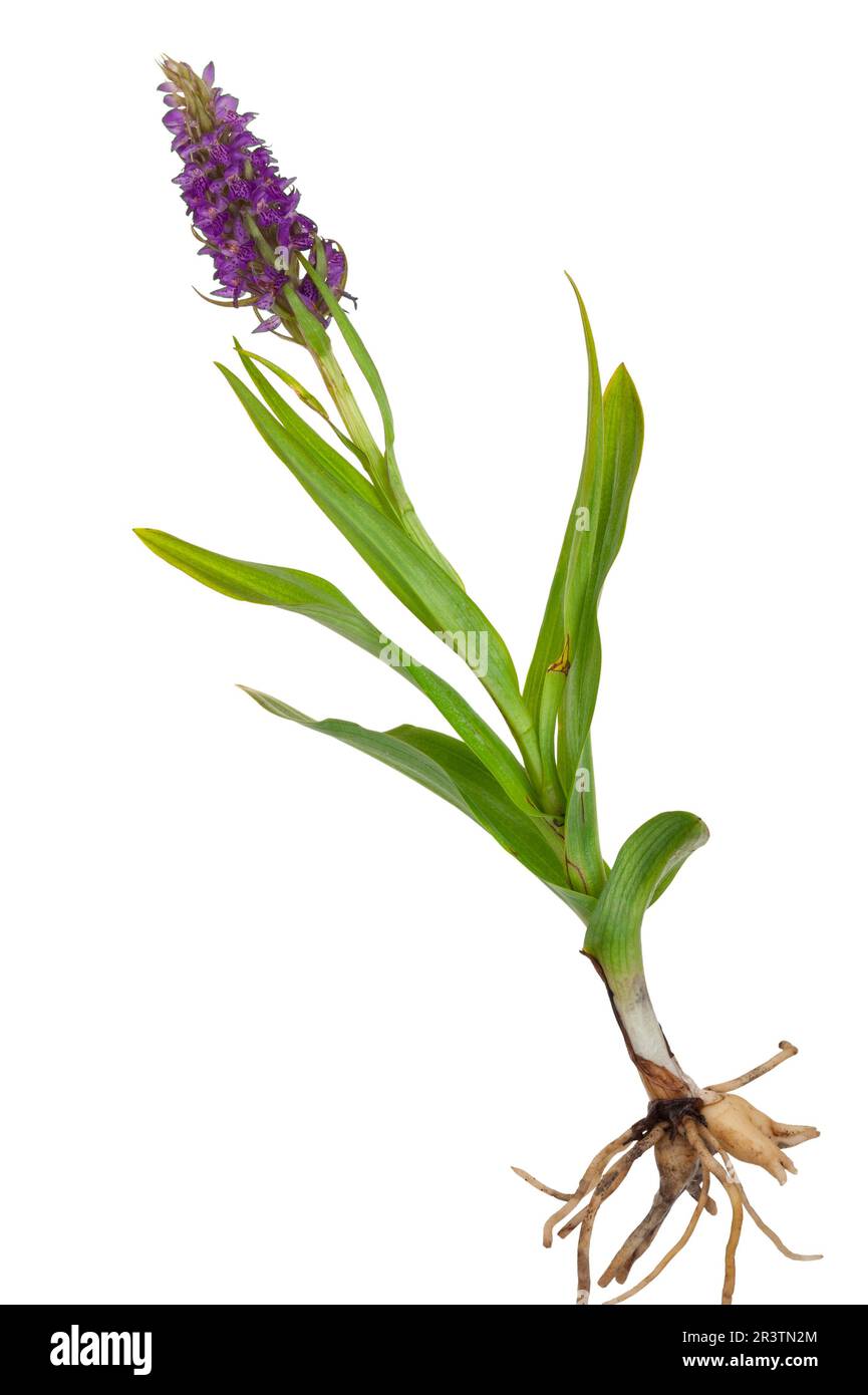 Medicinal plant: Orchid - Dactylorhiza fushsii Stock Photo - Alamy