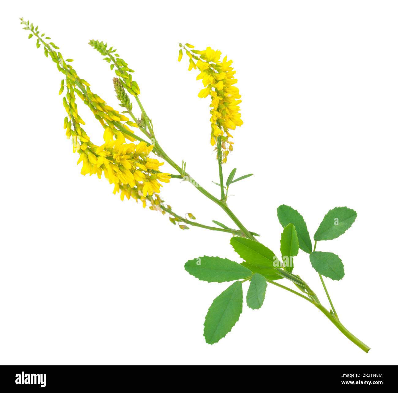 Medicinal plant: Melilotus officinalis (Yellow Sweet Clower Stock Photo ...