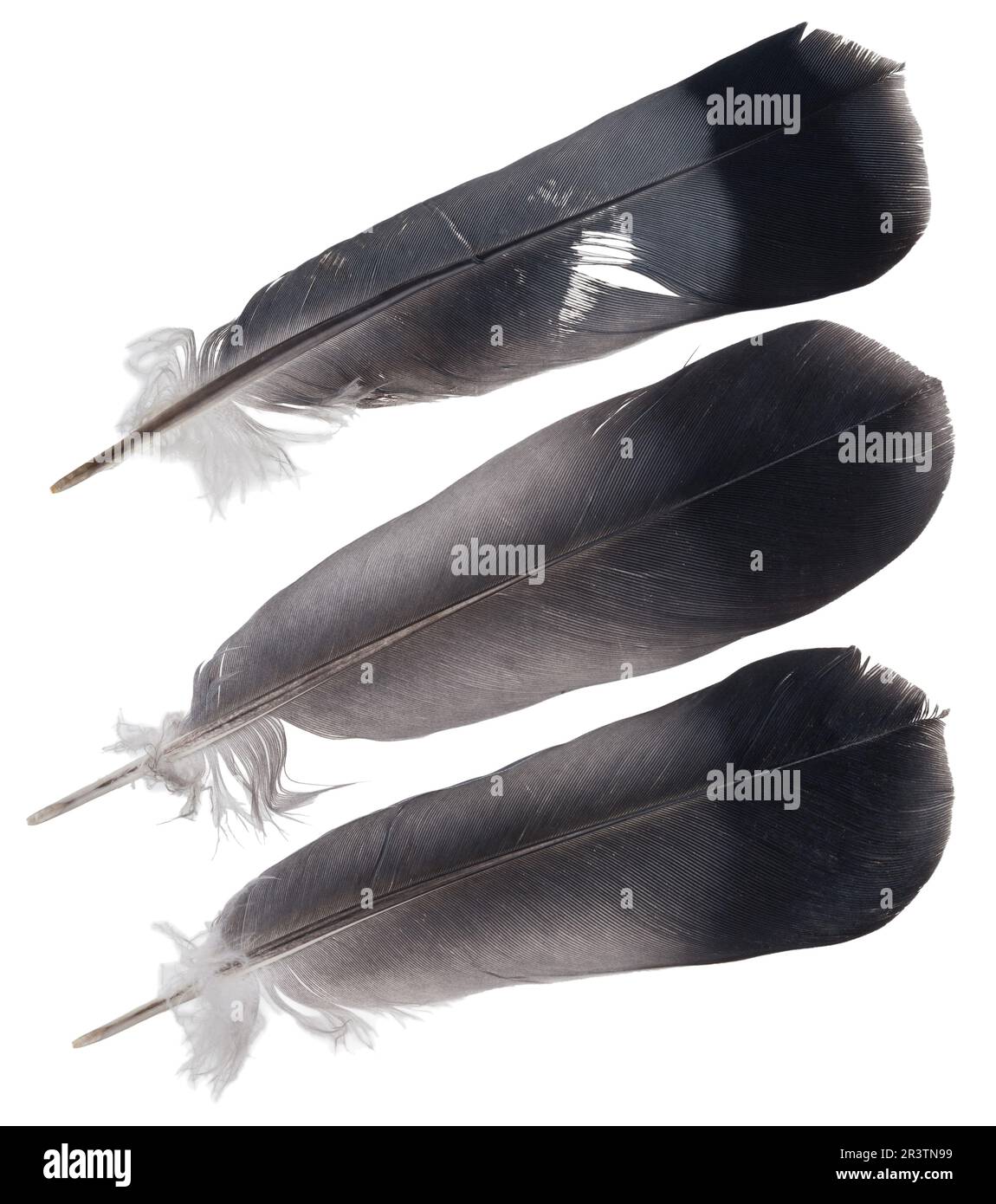 Pigeon feathers hi-res stock photography and images - Alamy