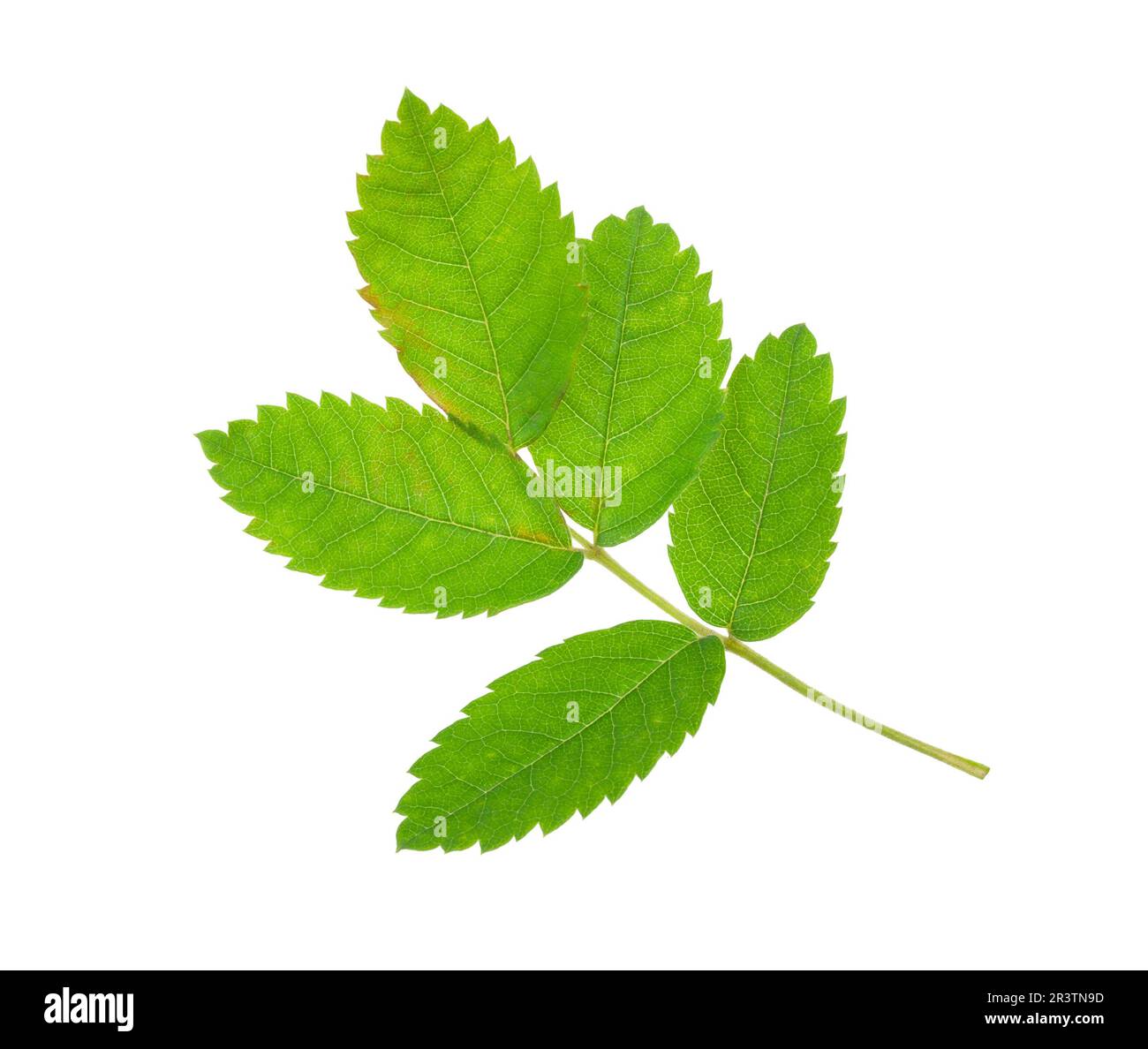 Only one leaf Cut Out Stock Images & Pictures - Alamy