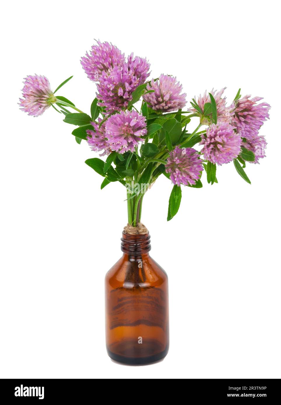 Red clover medicine hi-res stock photography and images - Alamy