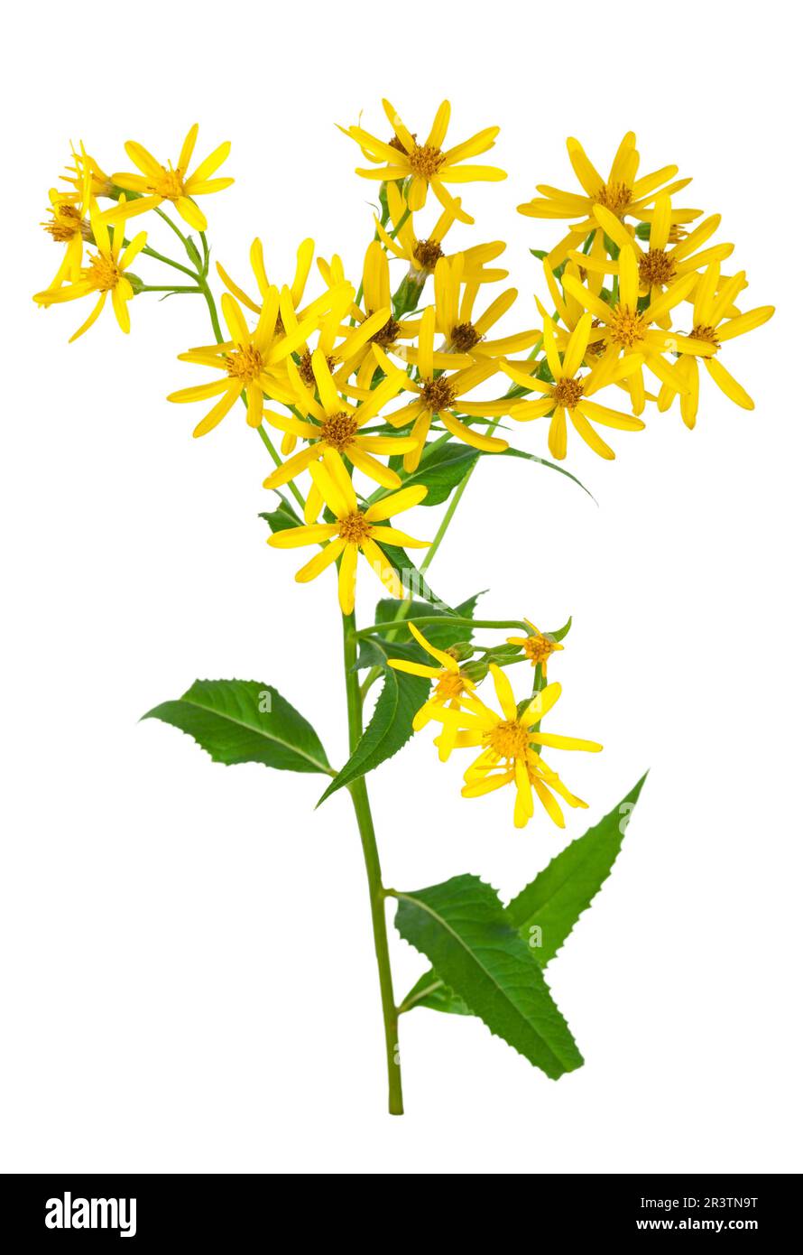 Common goldenrod or real goldenrod solidago virgaurea hi-res stock ...