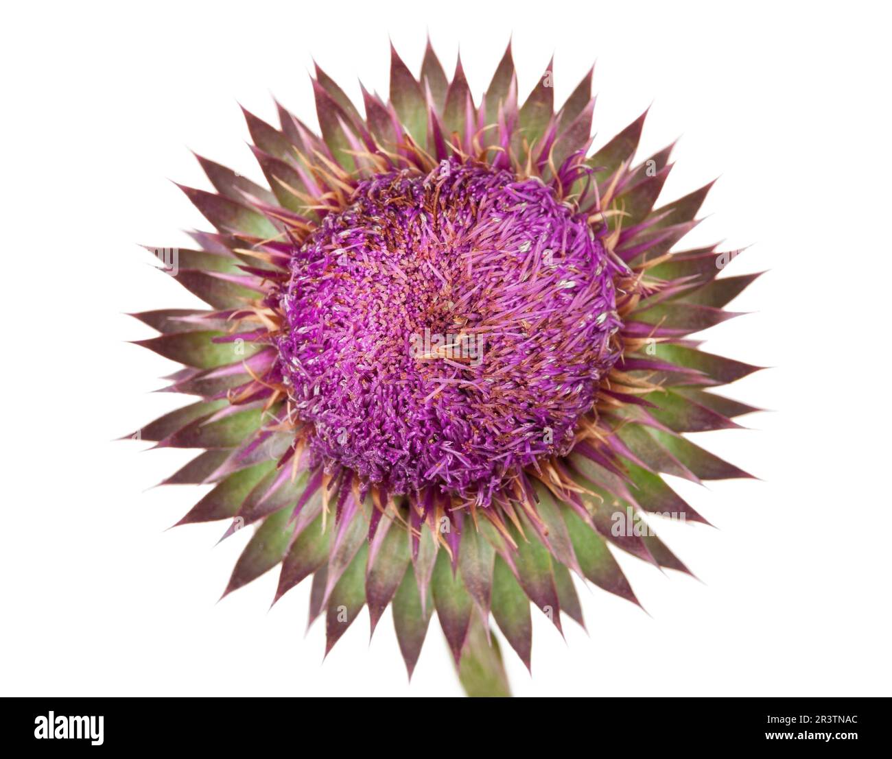 Carduus acanthoides hi-res stock photography and images - Alamy