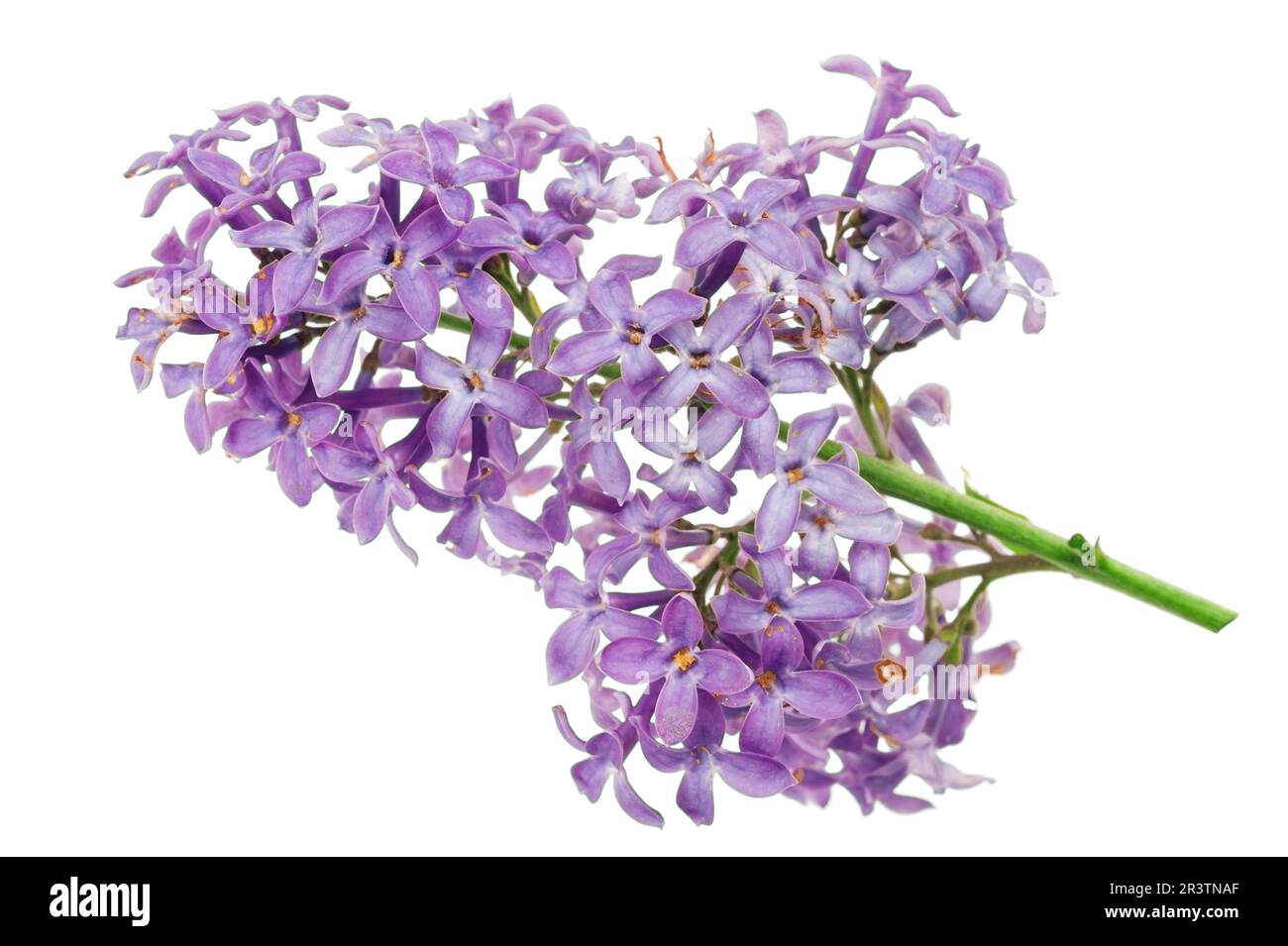 Lilac garden flower Cut Out Stock Images & Pictures - Alamy