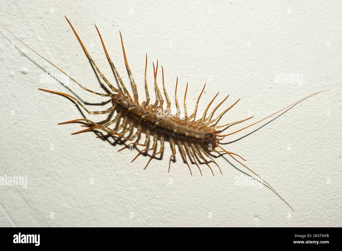 House centipede (Scutigera coleoptrata Stock Photo - Alamy