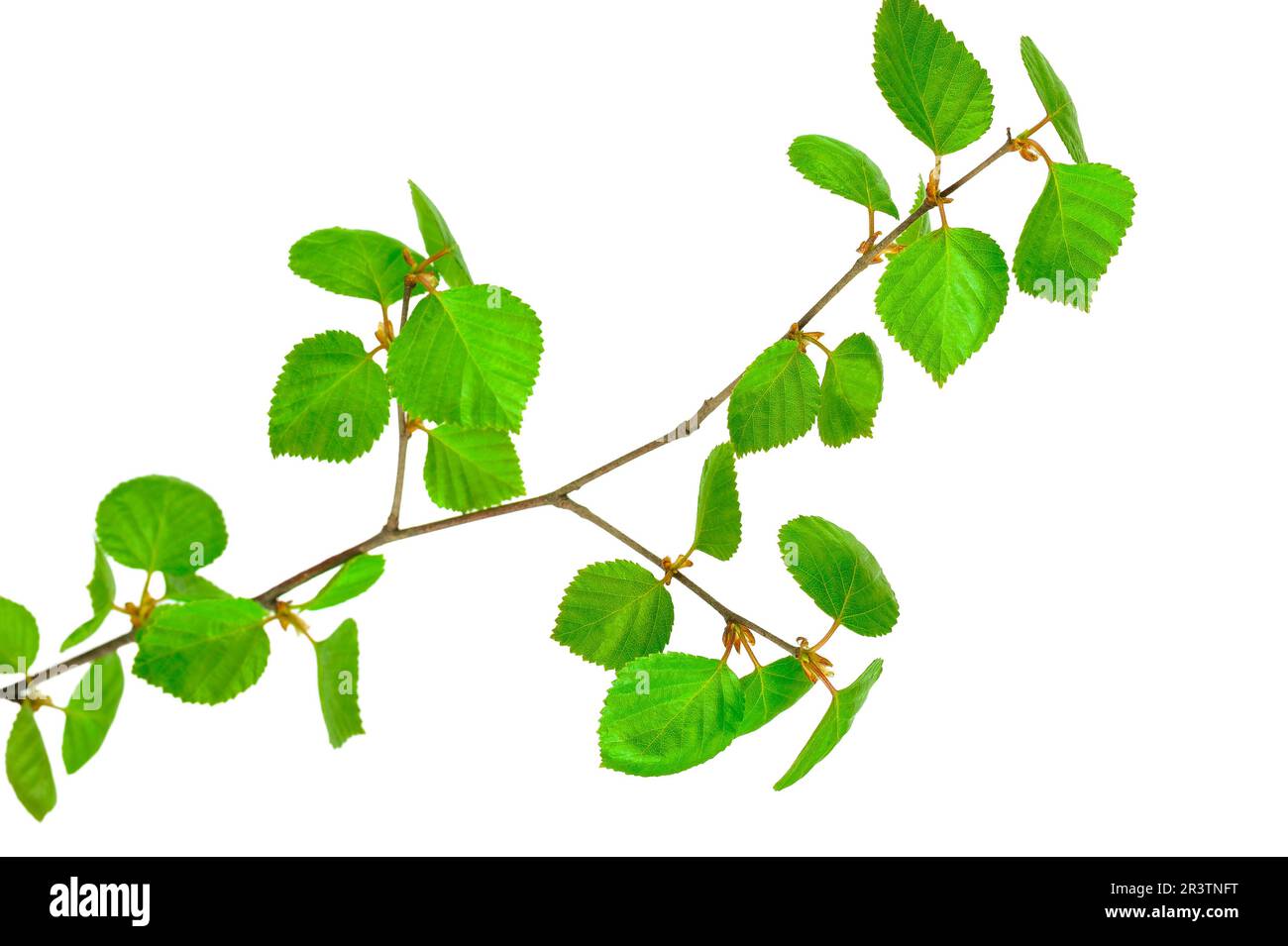 Beautiful background new branches Cut Out Stock Images & Pictures - Alamy