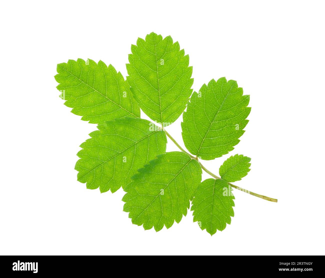 Fragility leaf hi-res stock photography and images - Alamy