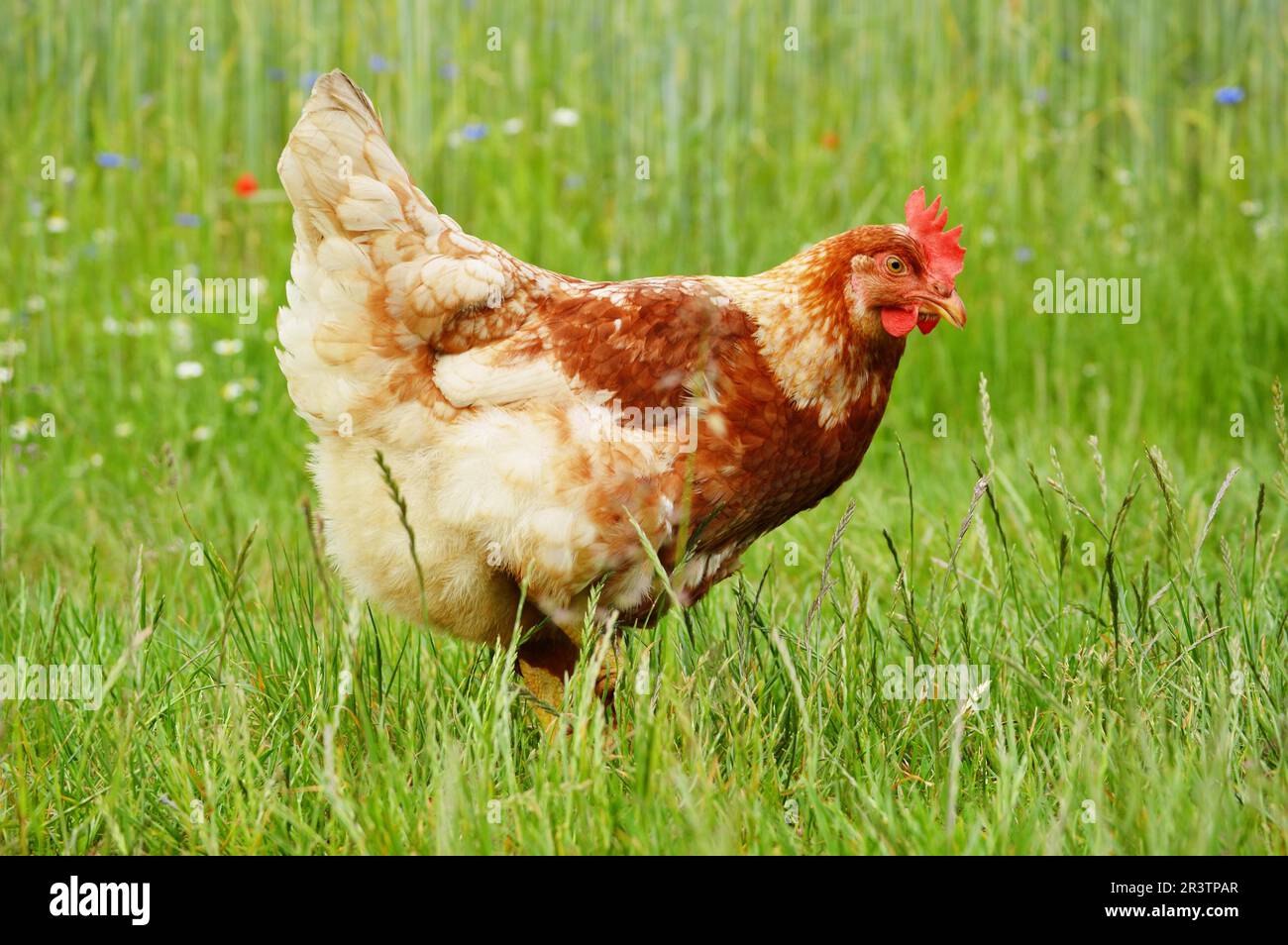 Brown chicken in grass Stock Photo - Alamy