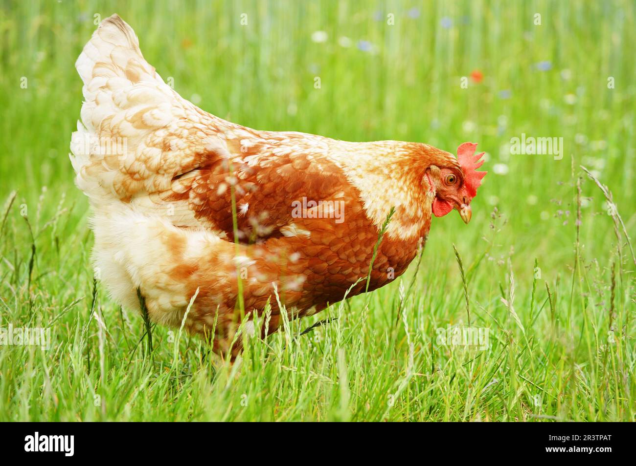 Brown chicken in grass Stock Photo - Alamy