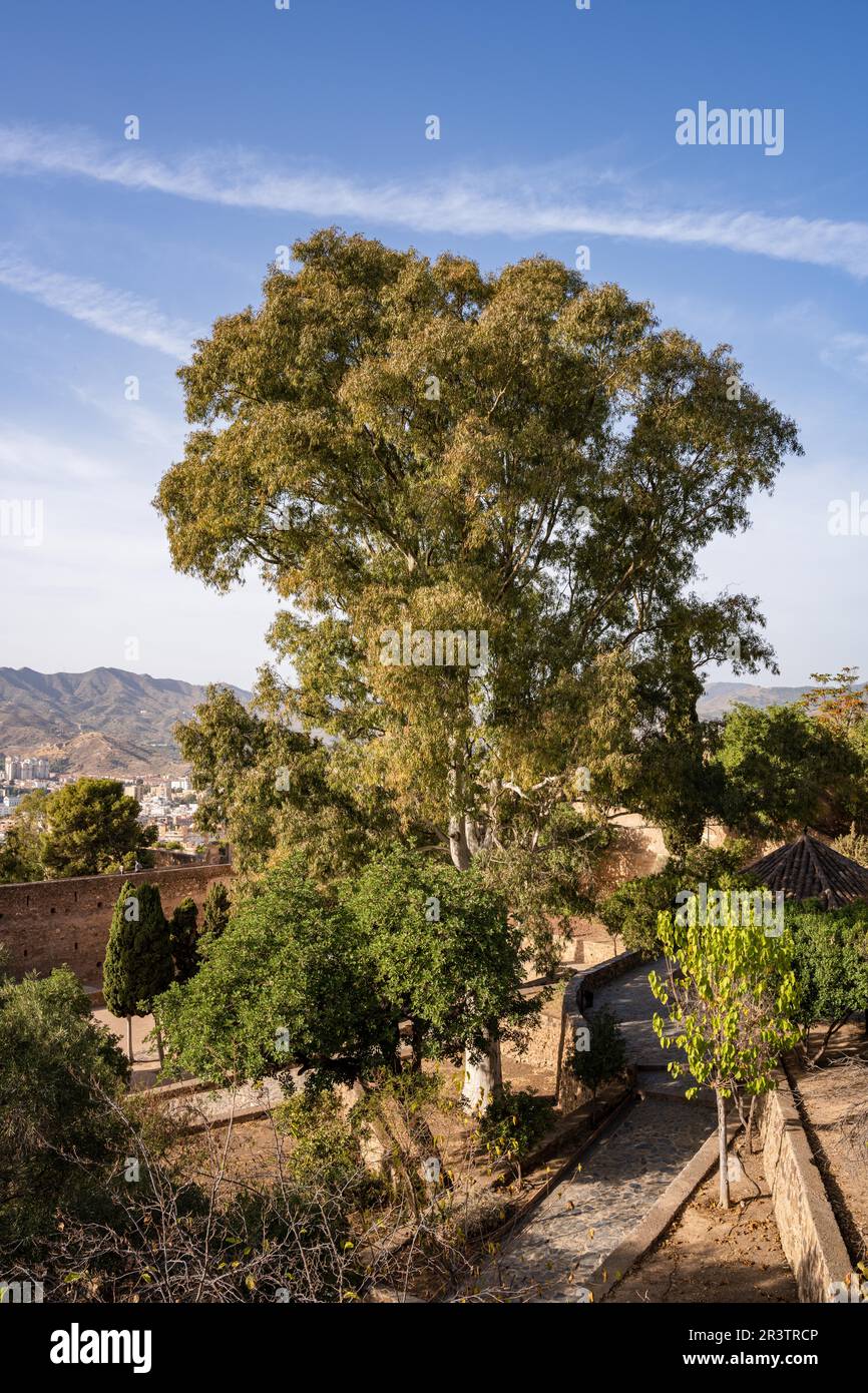 Castillo malaga hi-res stock photography and images - Alamy