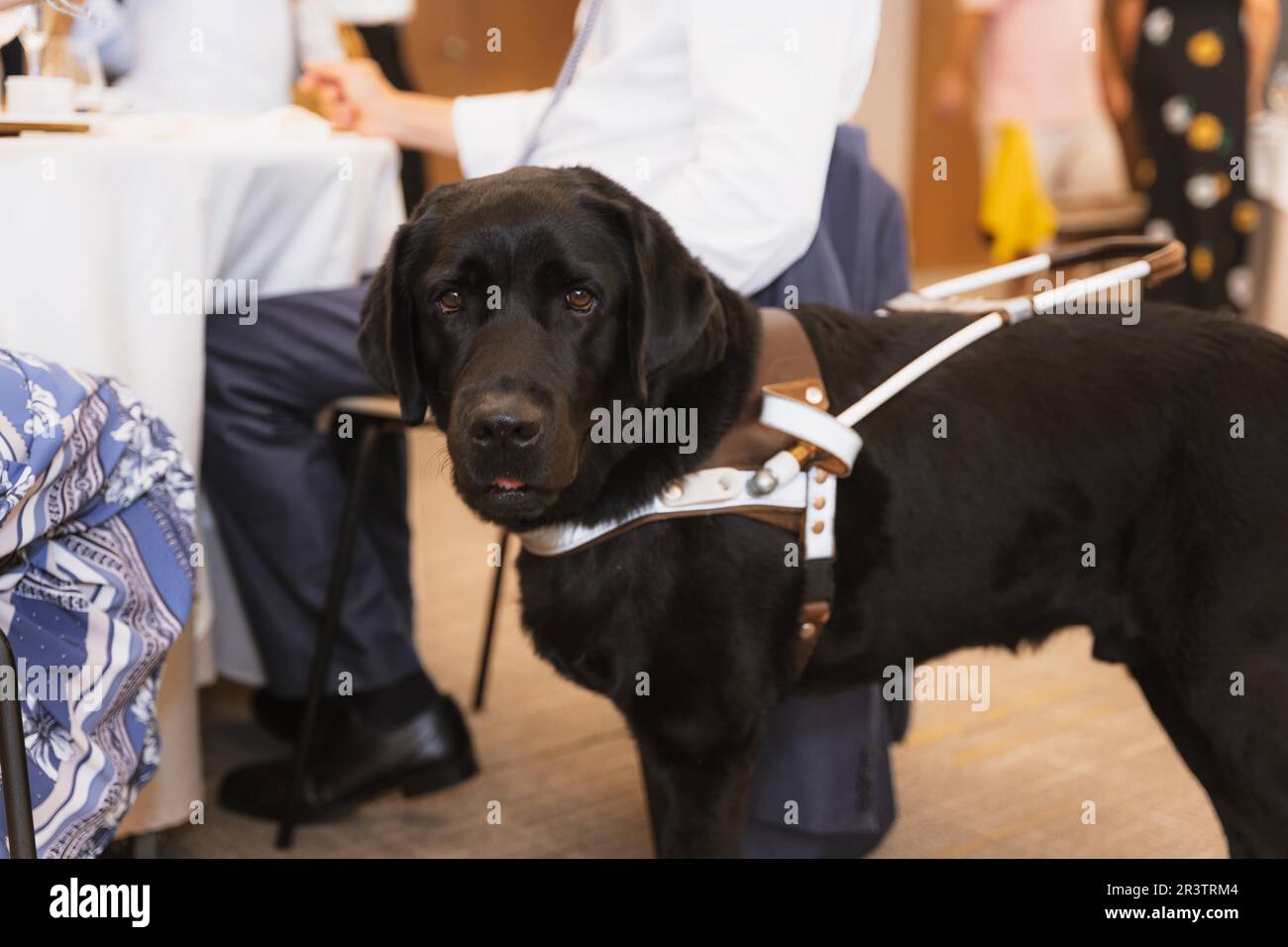 Black Labrador who works as a guide dog for a blind woman. Assistant ...