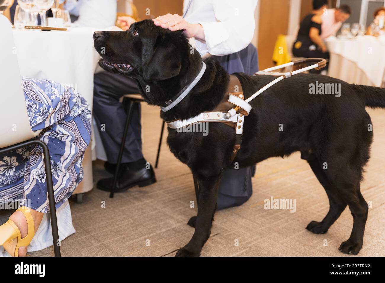 Black Labrador who works as a guide dog for a blind woman. Assistant ...