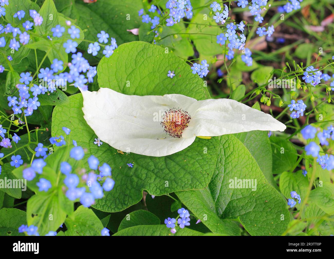 Flowering dove tree (Davidia involucrata), lying on flowering siberian ...