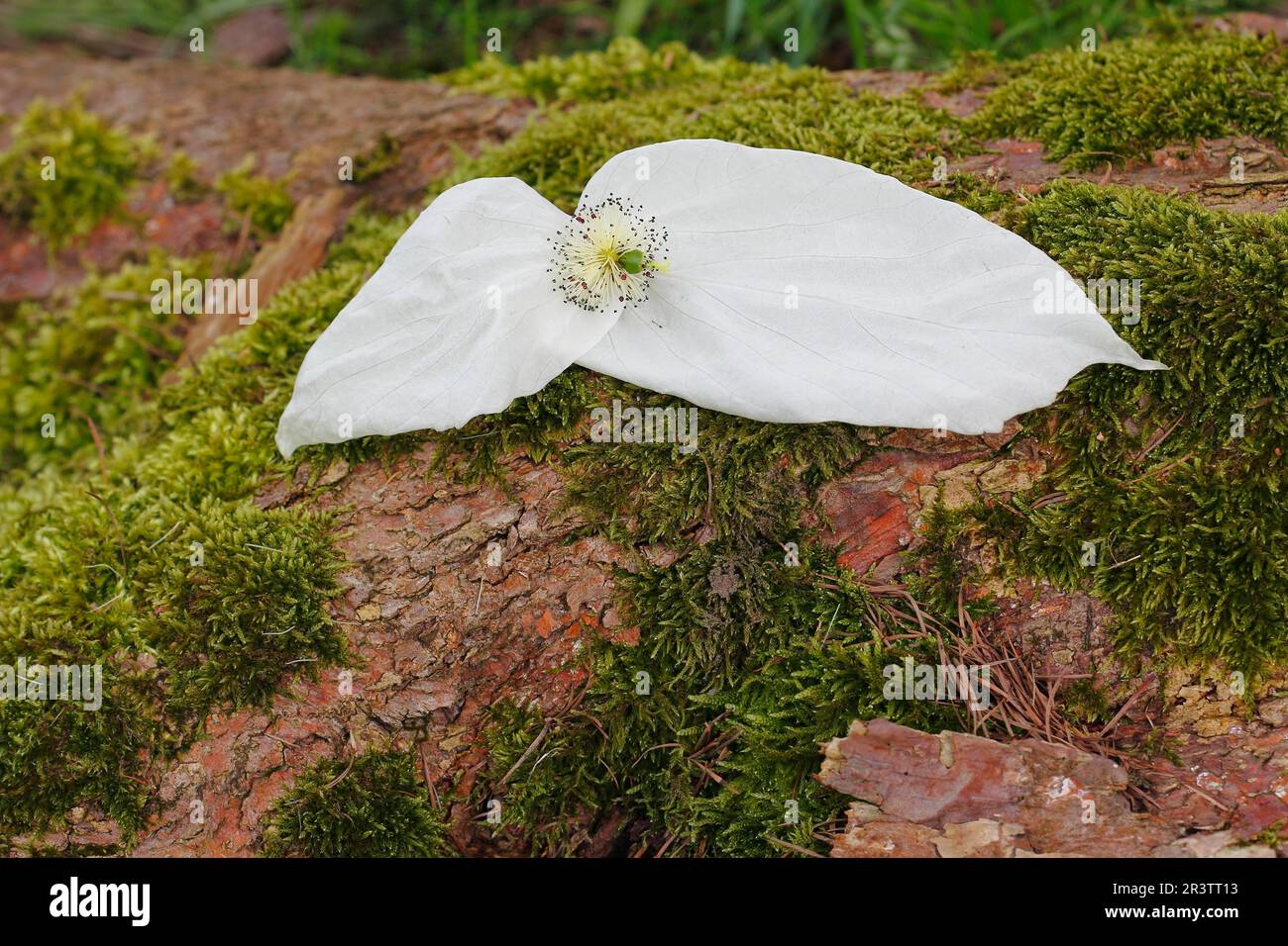 Flower dove tree (Davidia involucrata), lying on tree trunk, North ...