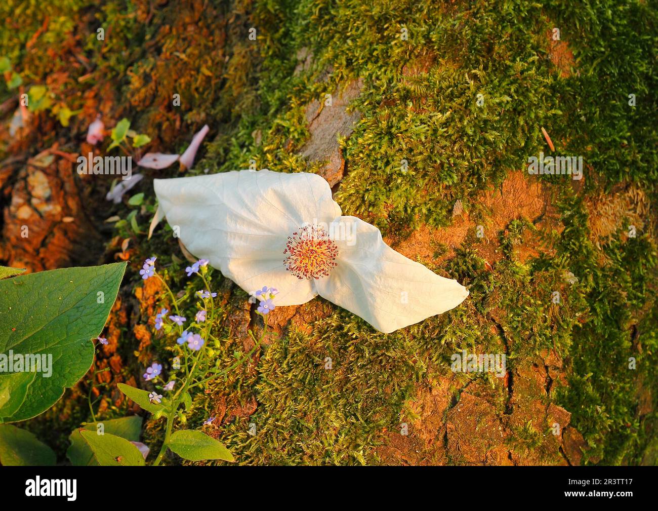 Flower dove tree (Davidia involucrata), lying on tree trunk, North ...