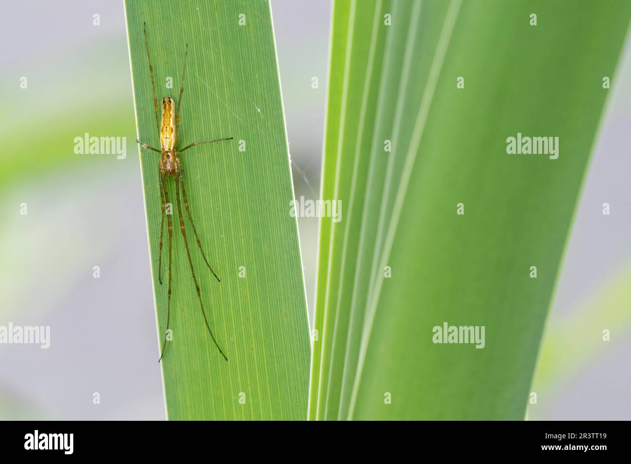 Common stretch-spider (Tetragnatha extensa) on a reed stalk, Hesse ...