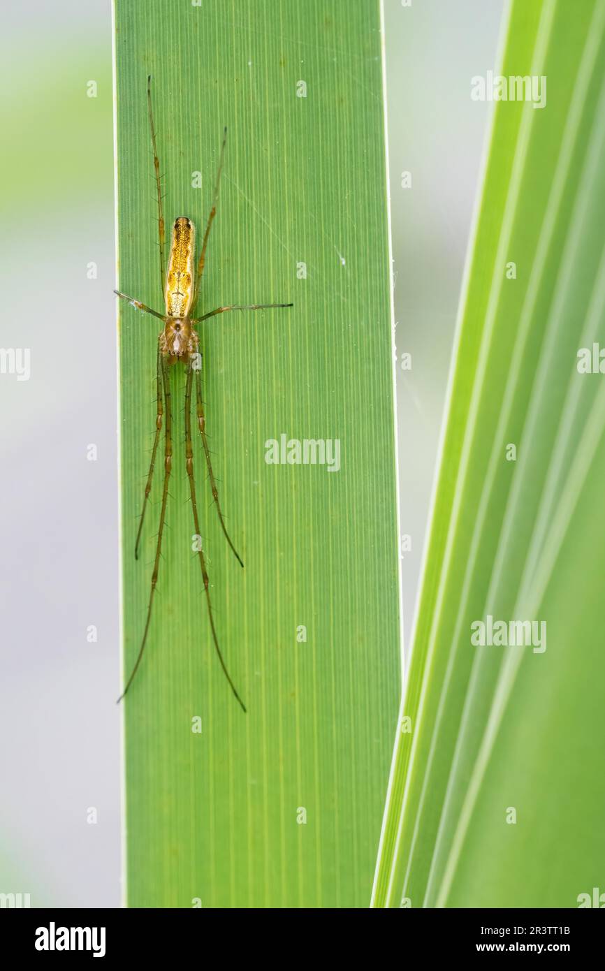 Common stretch-spider (Tetragnatha extensa) on a reed stalk, Hesse ...