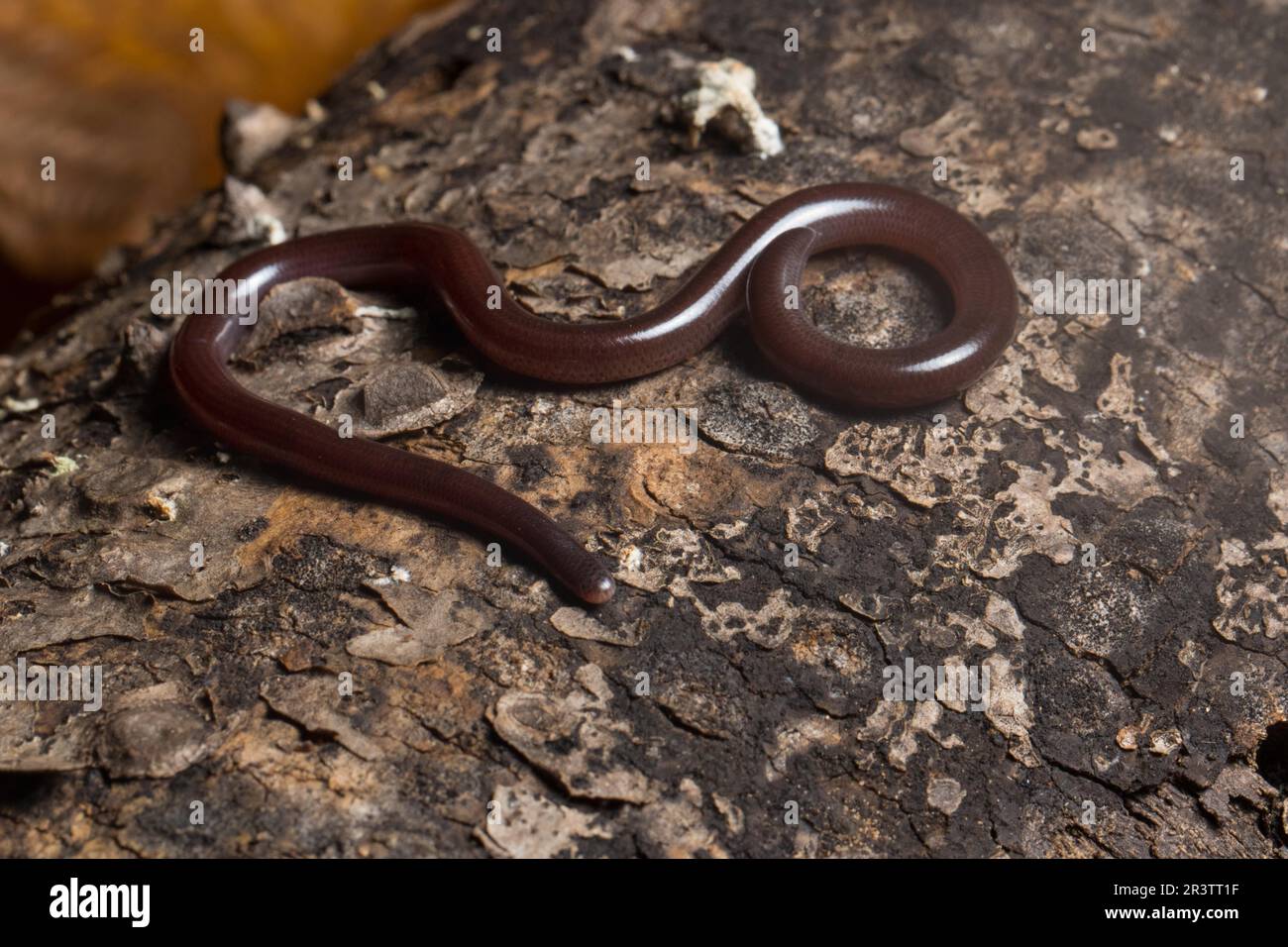 Bark snake hi-res stock photography and images - Alamy
