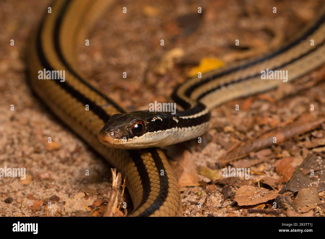 Four-striped snake (Dromicodryas quadrilineatus), portrait, on foliage ...