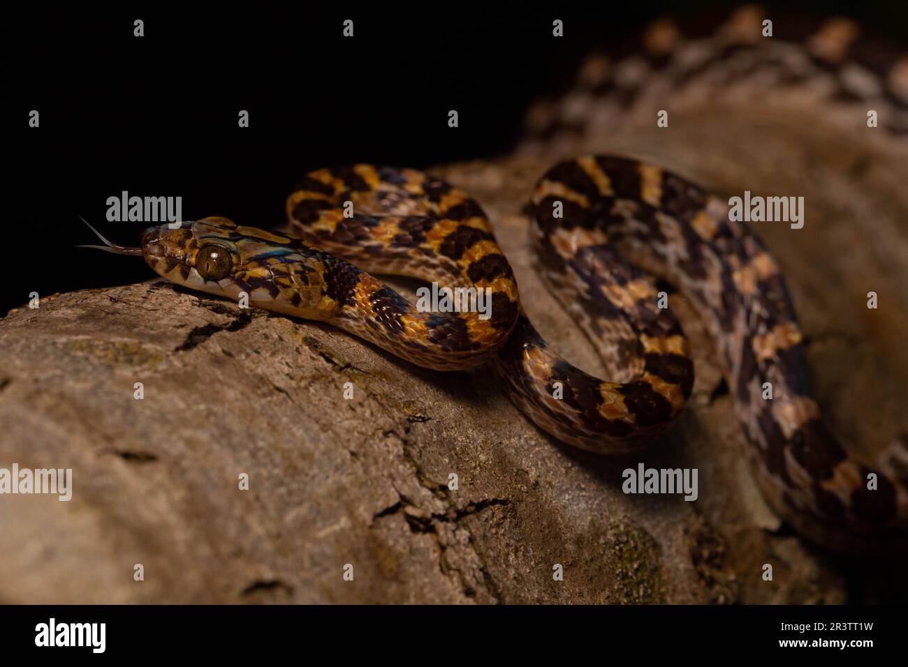 Ampijoroa tree snake (Lycodryas pseudogranuliceps), lambent, on tree ...