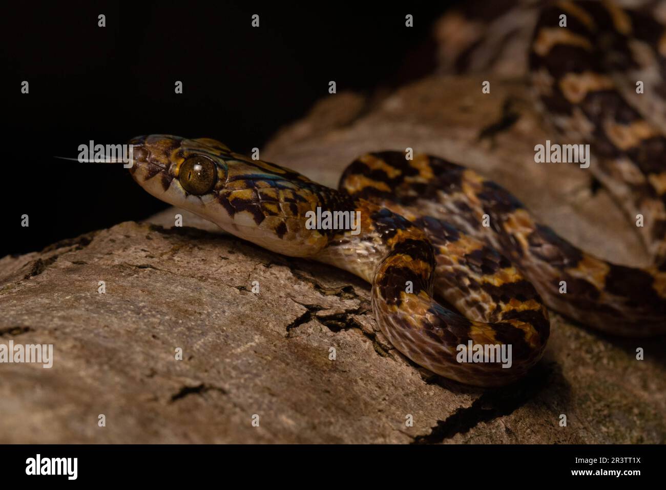 Ampijoroa tree snake (Lycodryas pseudogranuliceps), lambent, on tree ...