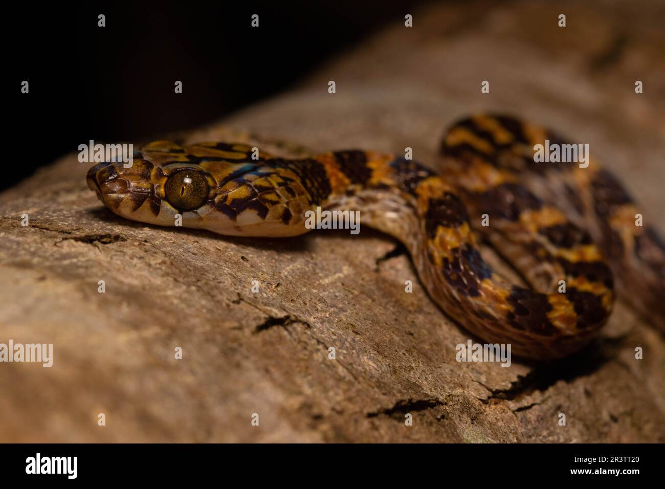 Ampijoroa tree snake (Lycodryas pseudogranuliceps), on tree trunk in ...