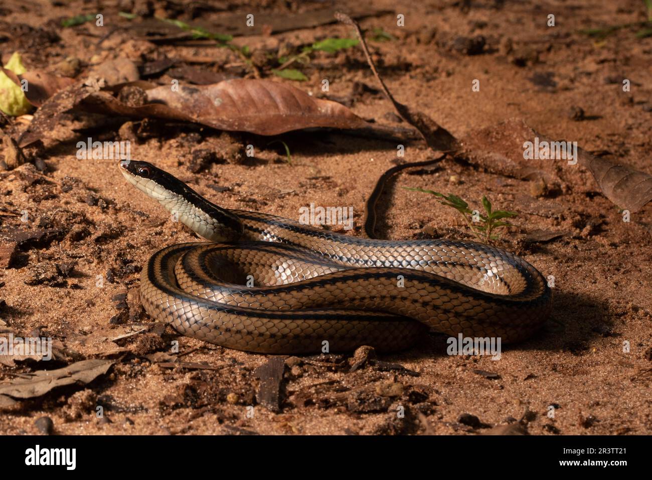 Four-striped snake (Dromicodryas quadrilineatus), portrait, on sandy ...