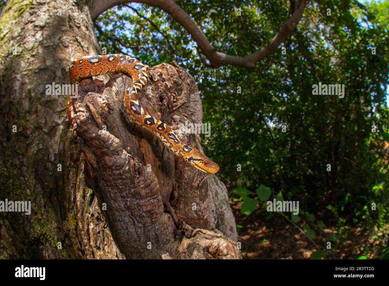 Extremely colourful juvenile of the Madagascar dog-head boa (Sanzinia ...