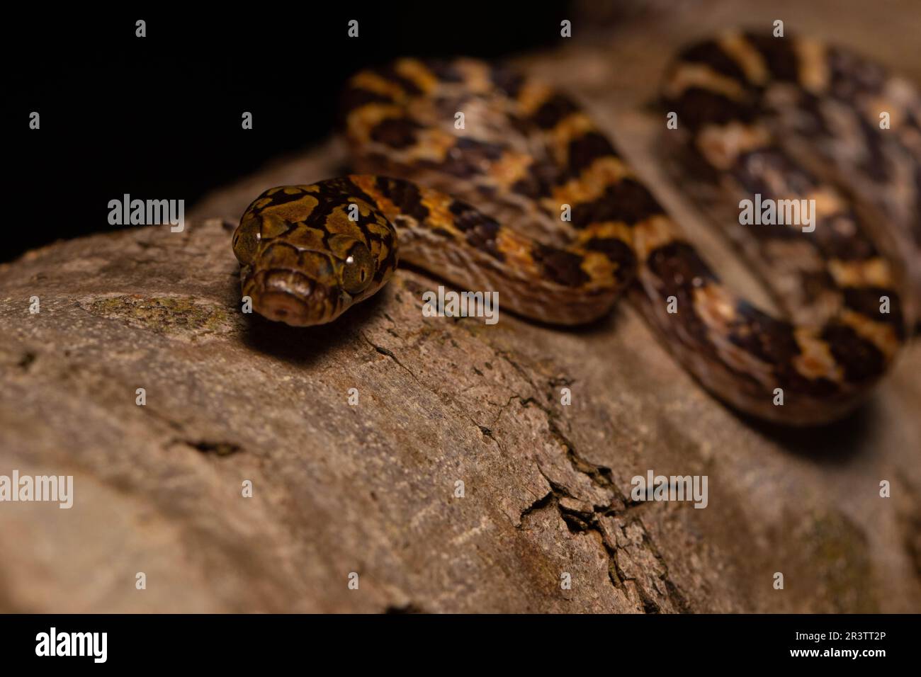 Ampijoroa tree snake (Lycodryas pseudogranuliceps), frontal view, on ...