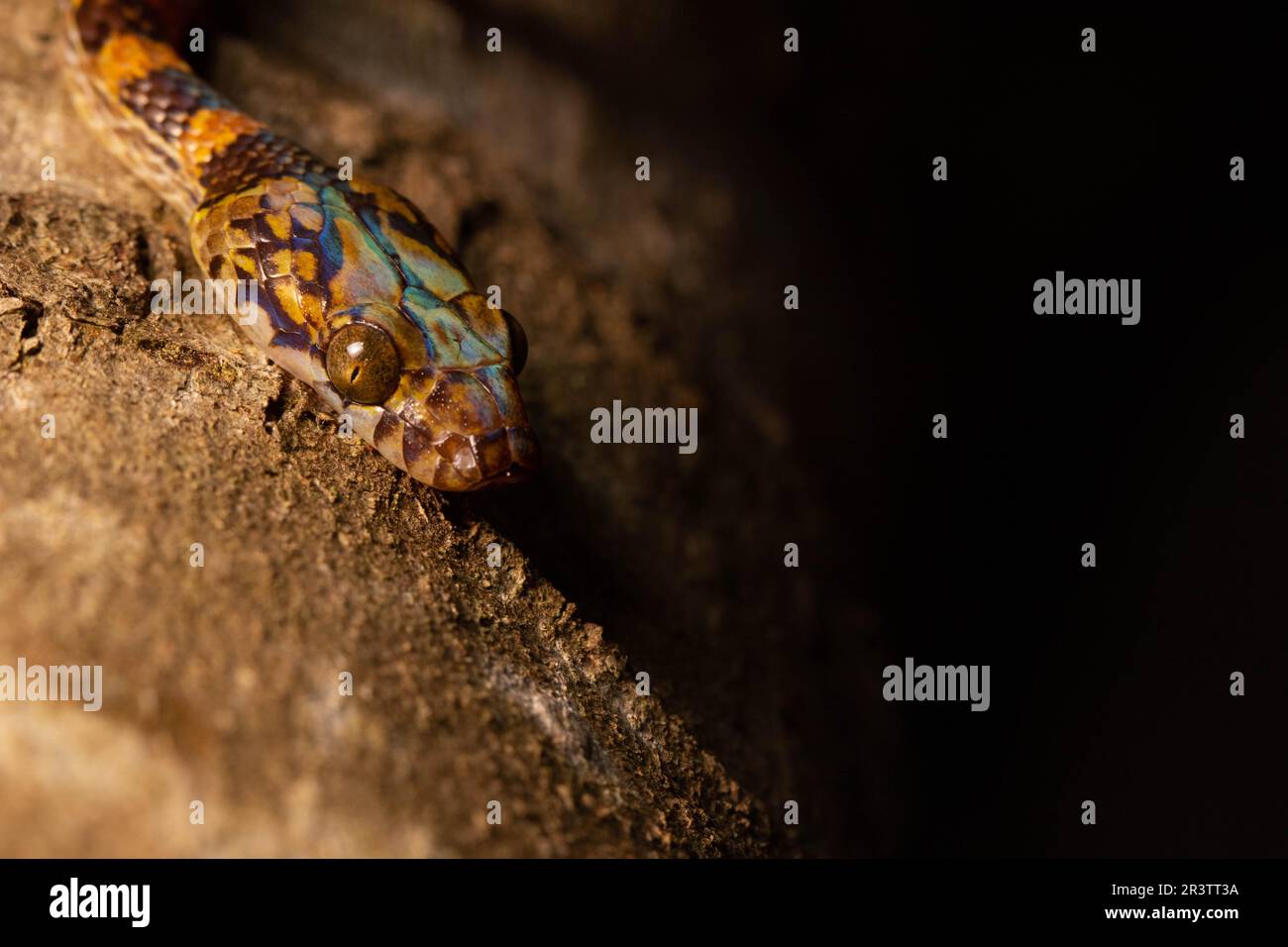 Ampijoroa tree snake (Lycodryas pseudogranuliceps), portrait, on tree ...