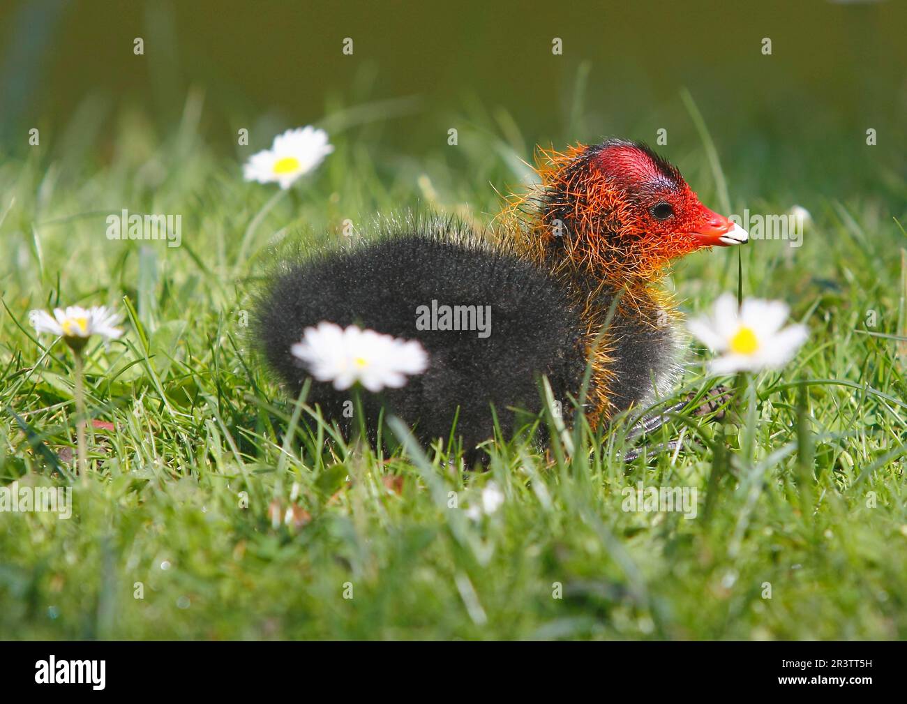 Common coot (Fulica atra), a few days old young bird in the meadow with ...