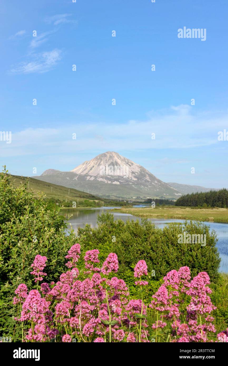 View of Mount Errigal from Gweedore, County Donegal, Clady River ...