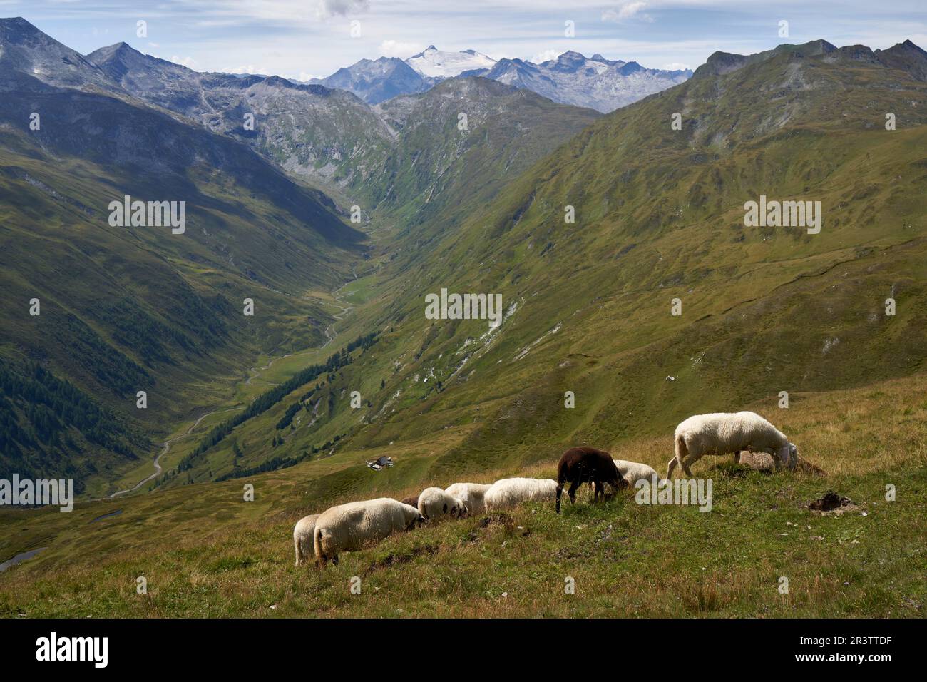 Sheep on the summit of the Weisseck, Radstaetter Tauern, Land Salzburg ...