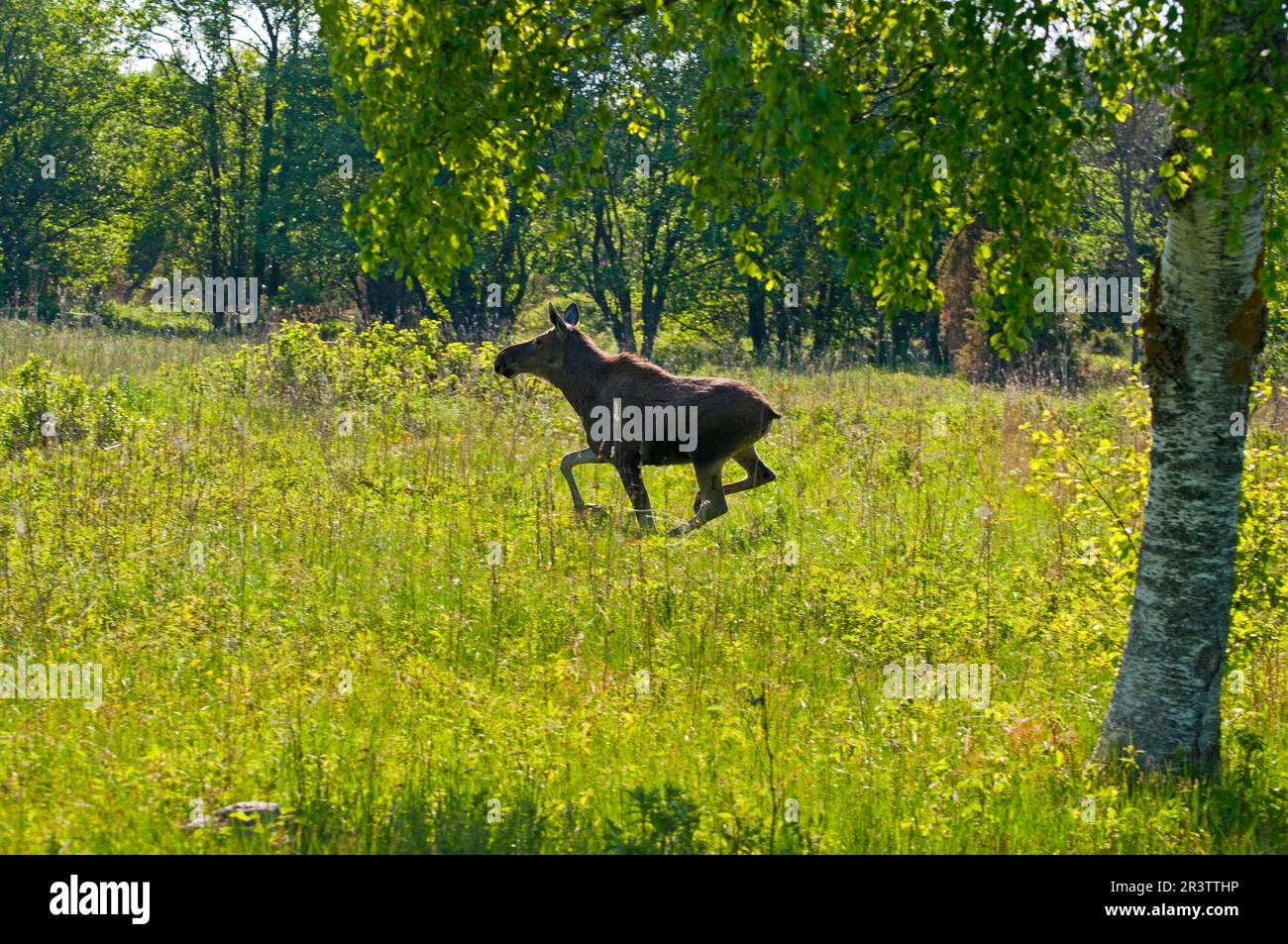 Moose, Saeaere, Saaremaa Island, Estonia, Baltic States, Europe, Sorve ...