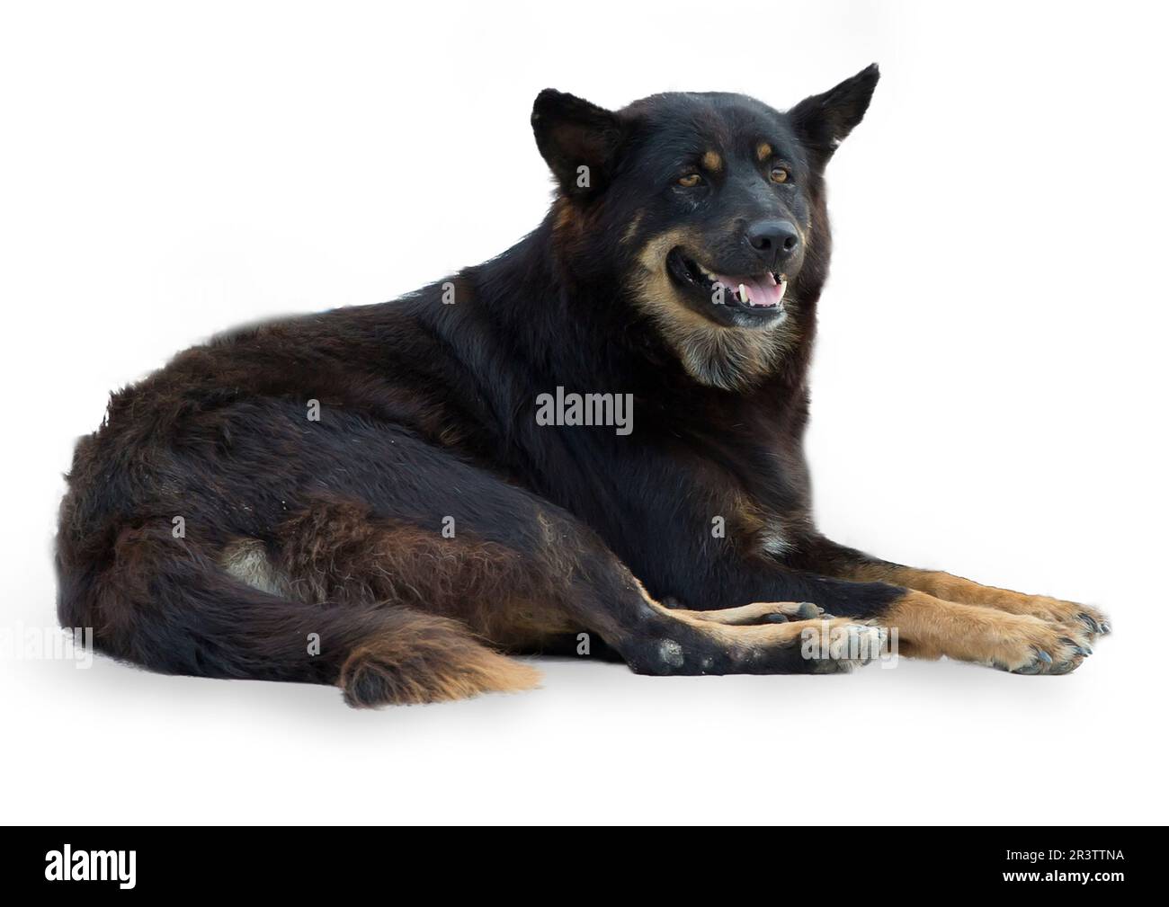 Sitting street dog Cut Out Stock Images & Pictures - Alamy