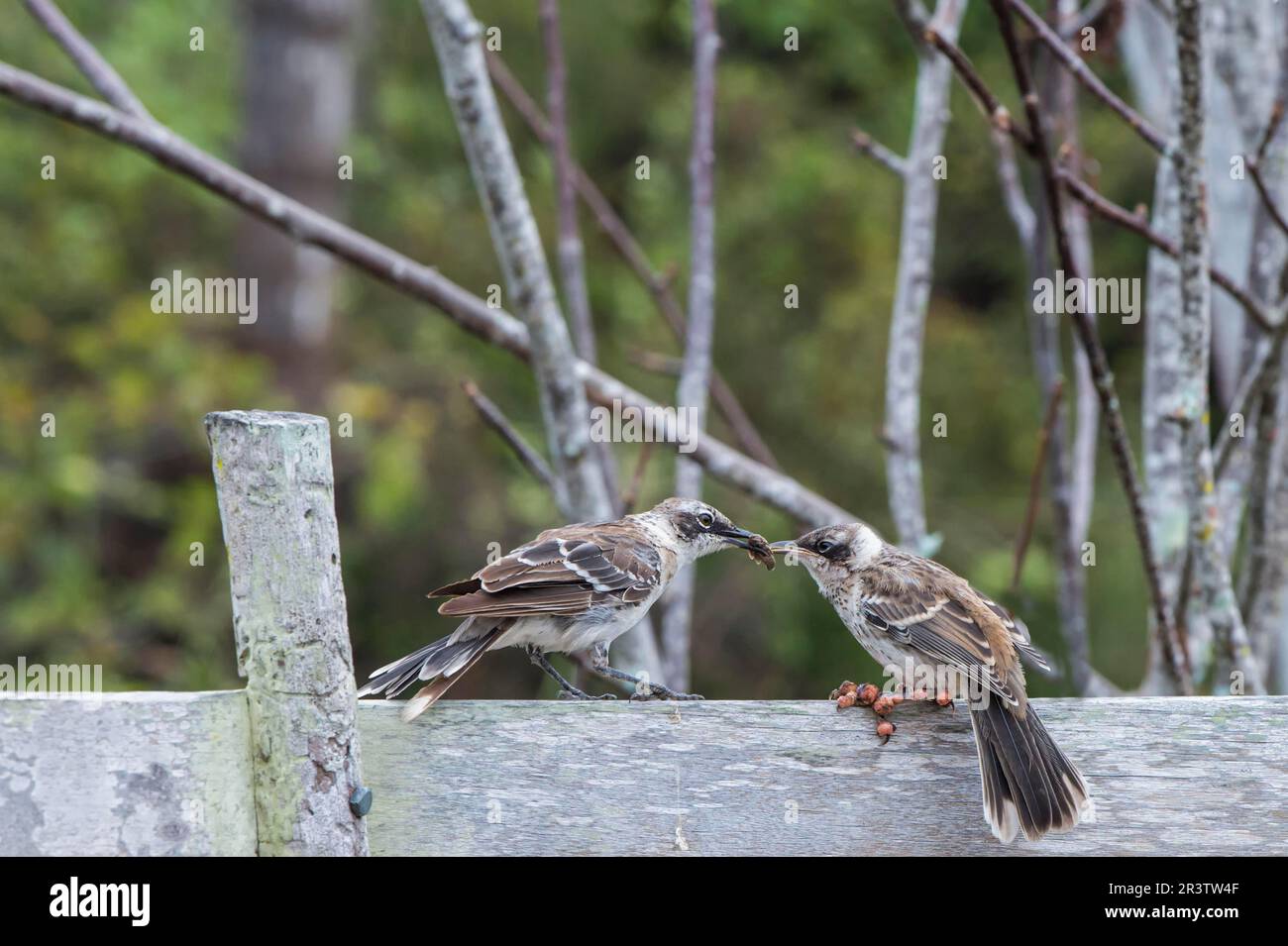 Galapagos mockingbird (Nesomimus parvulus) feeding a chick suffering ...