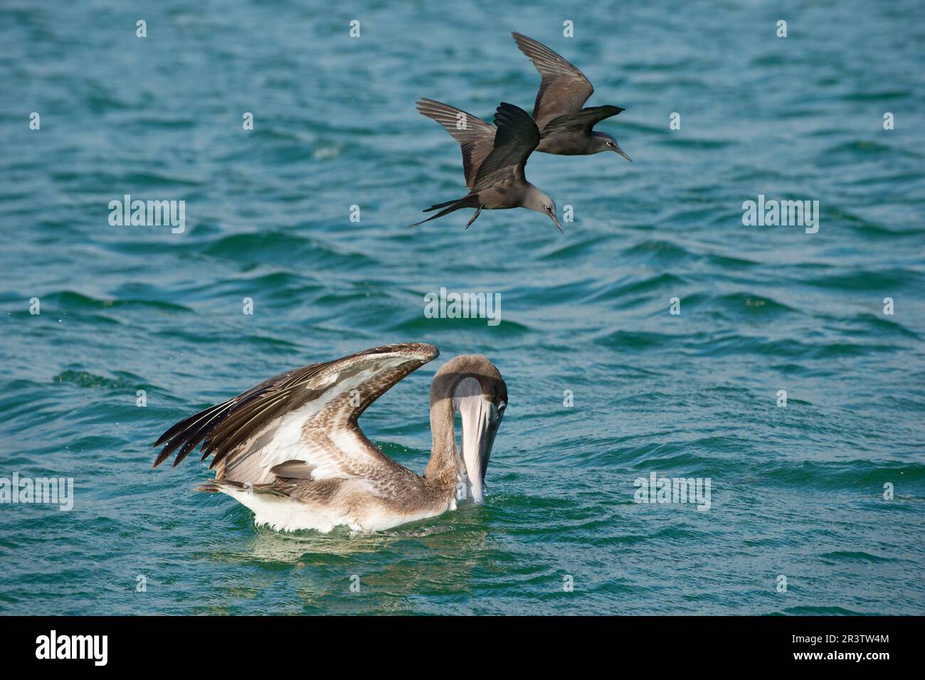 Brown noddy (Anous stolidus galapagensis) and brown pelican (Pelecanus ...