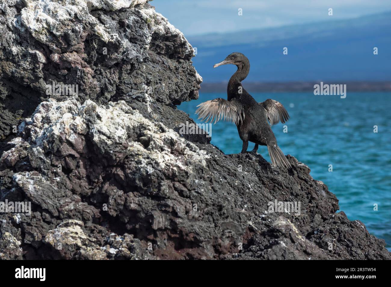Galapagos Flightless Cormorants (Nannopterum harrisi), Elizabeth Bay ...