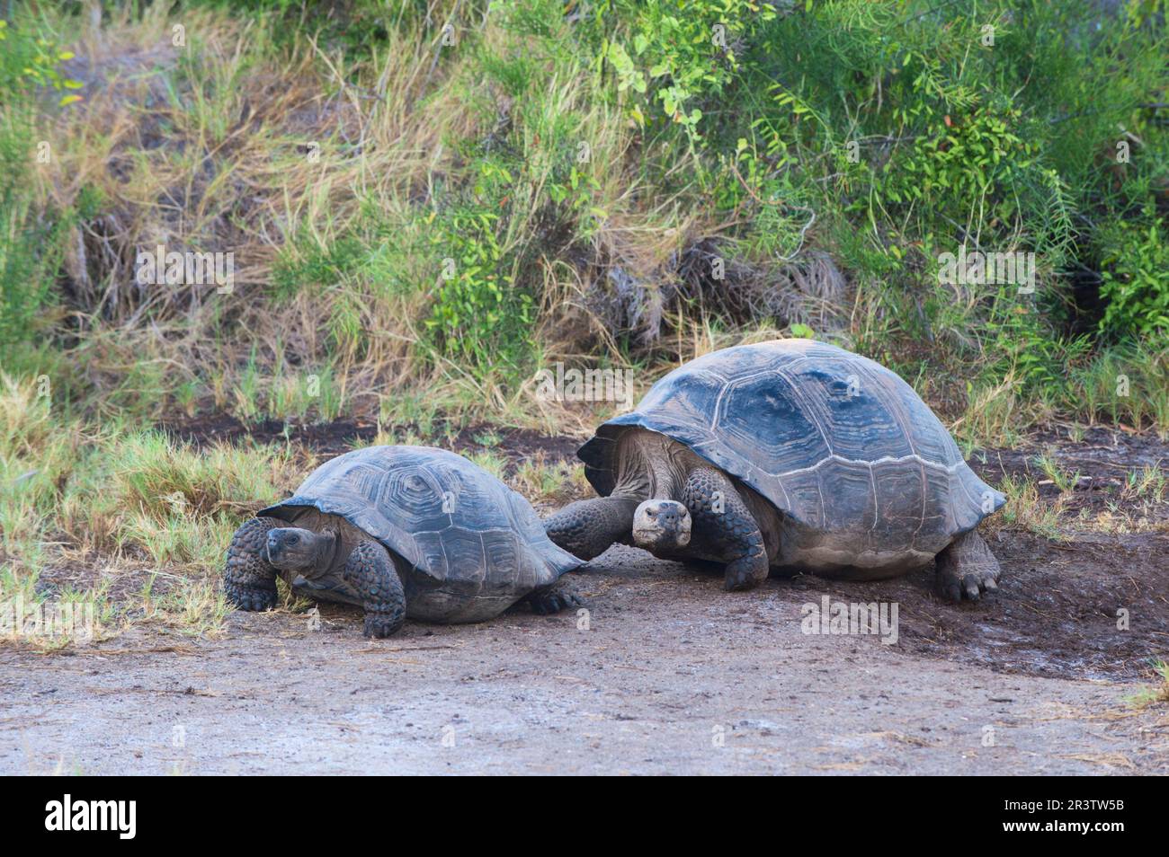 Galapagos giant tortoises (Geochelone elephantophus vandenburgi), Bahia ...