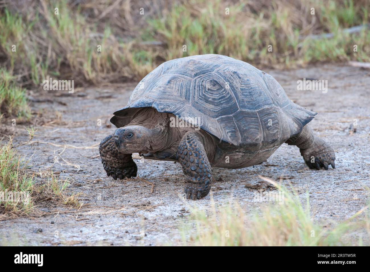 Galapagos giant tortoise (Geochelone elephantophus vandenburgi), Bahia ...