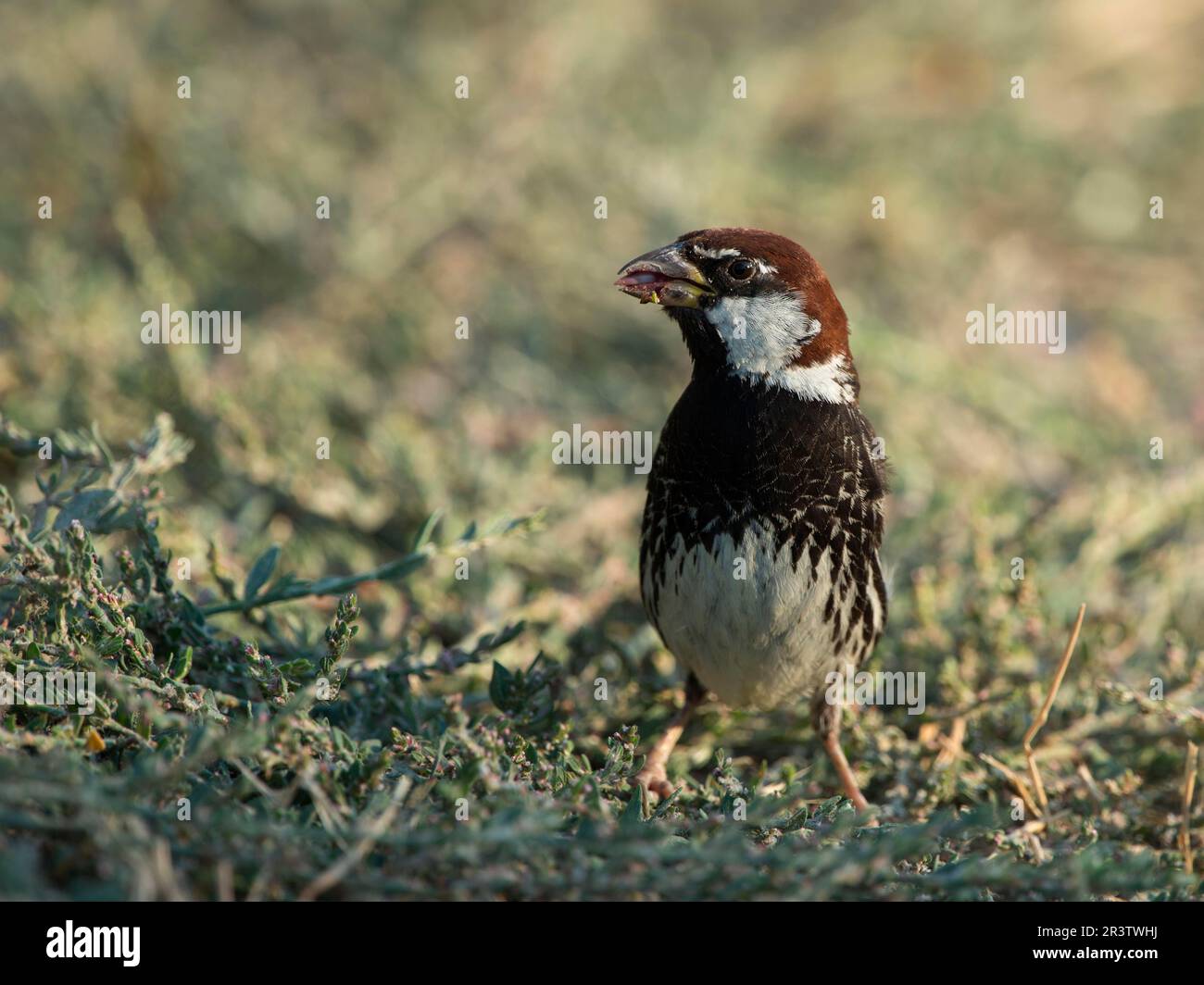 Spanish Sparrow (Passer hispaniolensis Stock Photo - Alamy